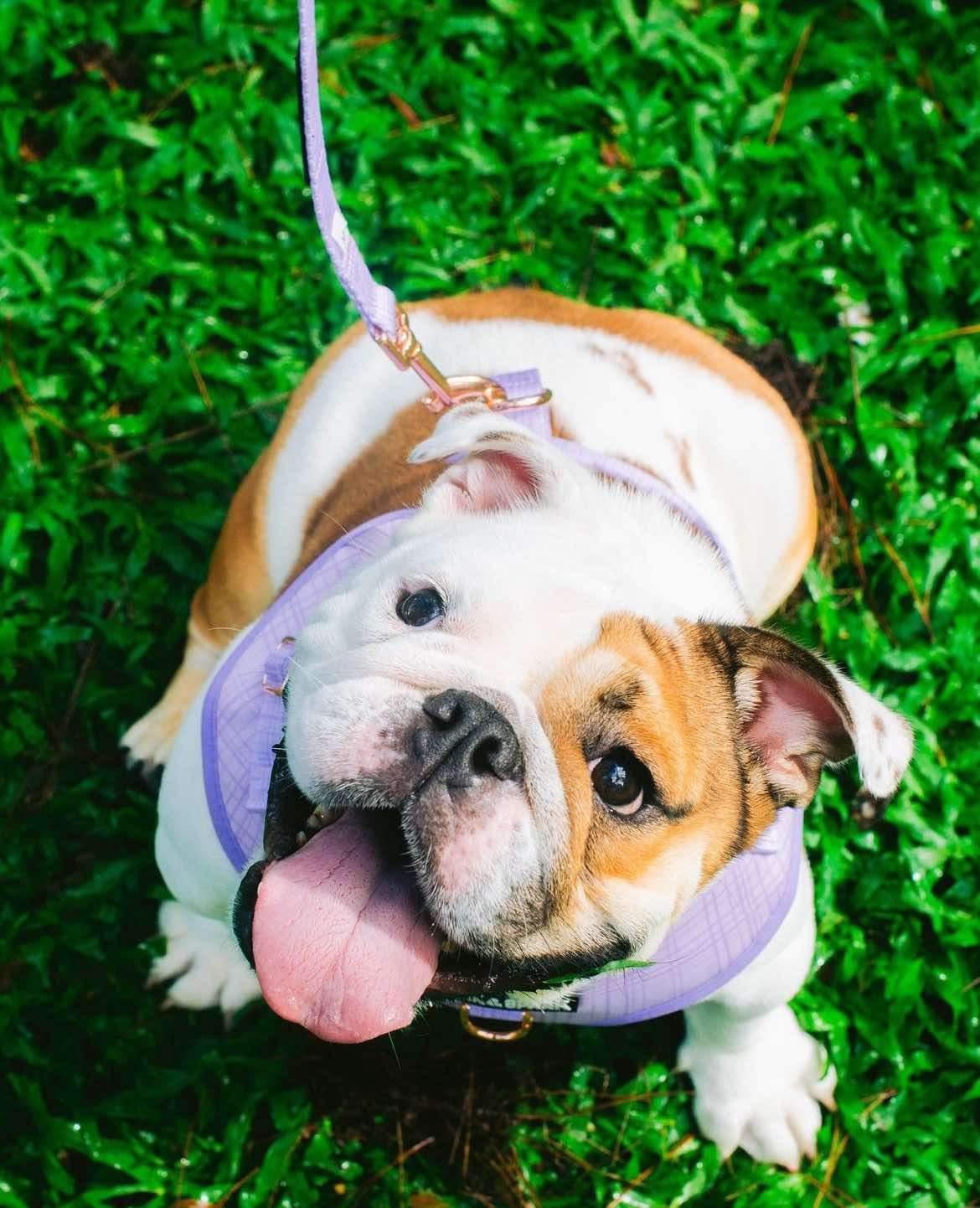 Got my baby girl a new leash :) | Scrolller