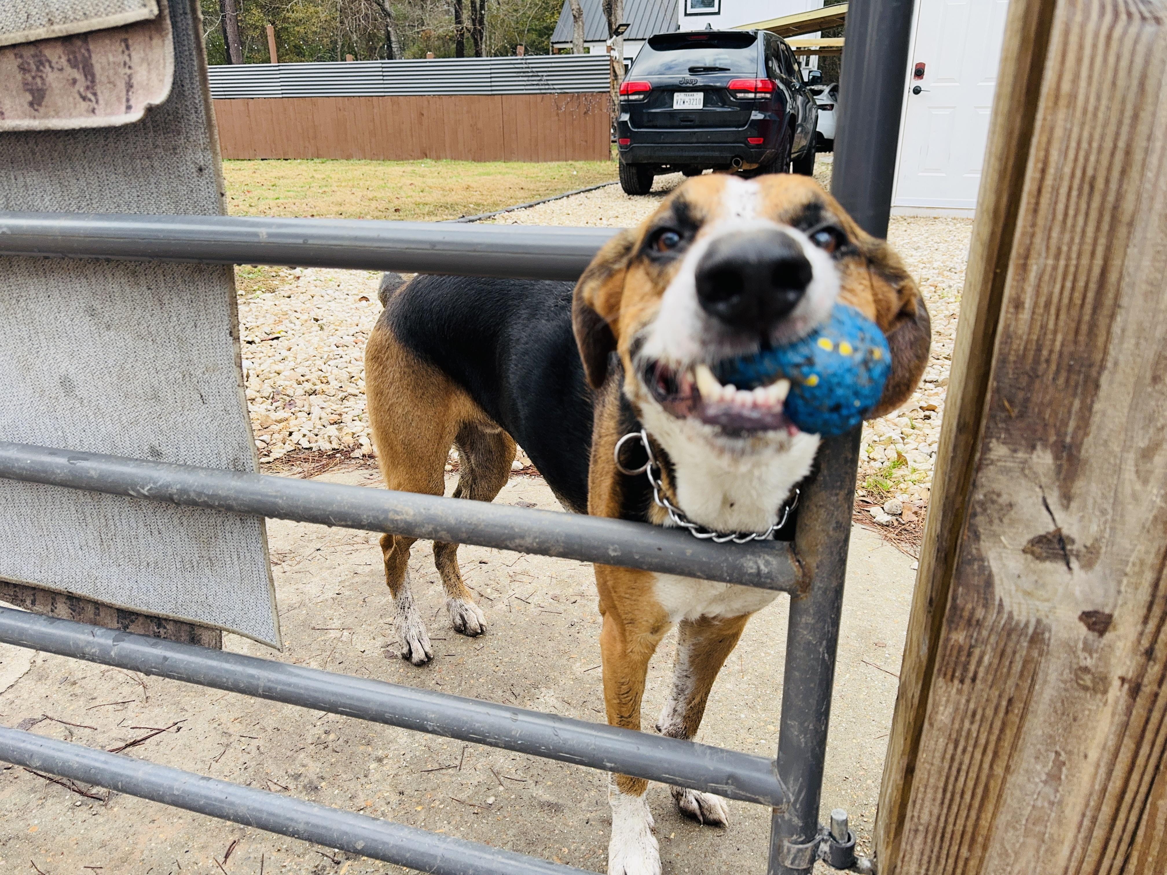 Some action photos from fetch | Scrolller