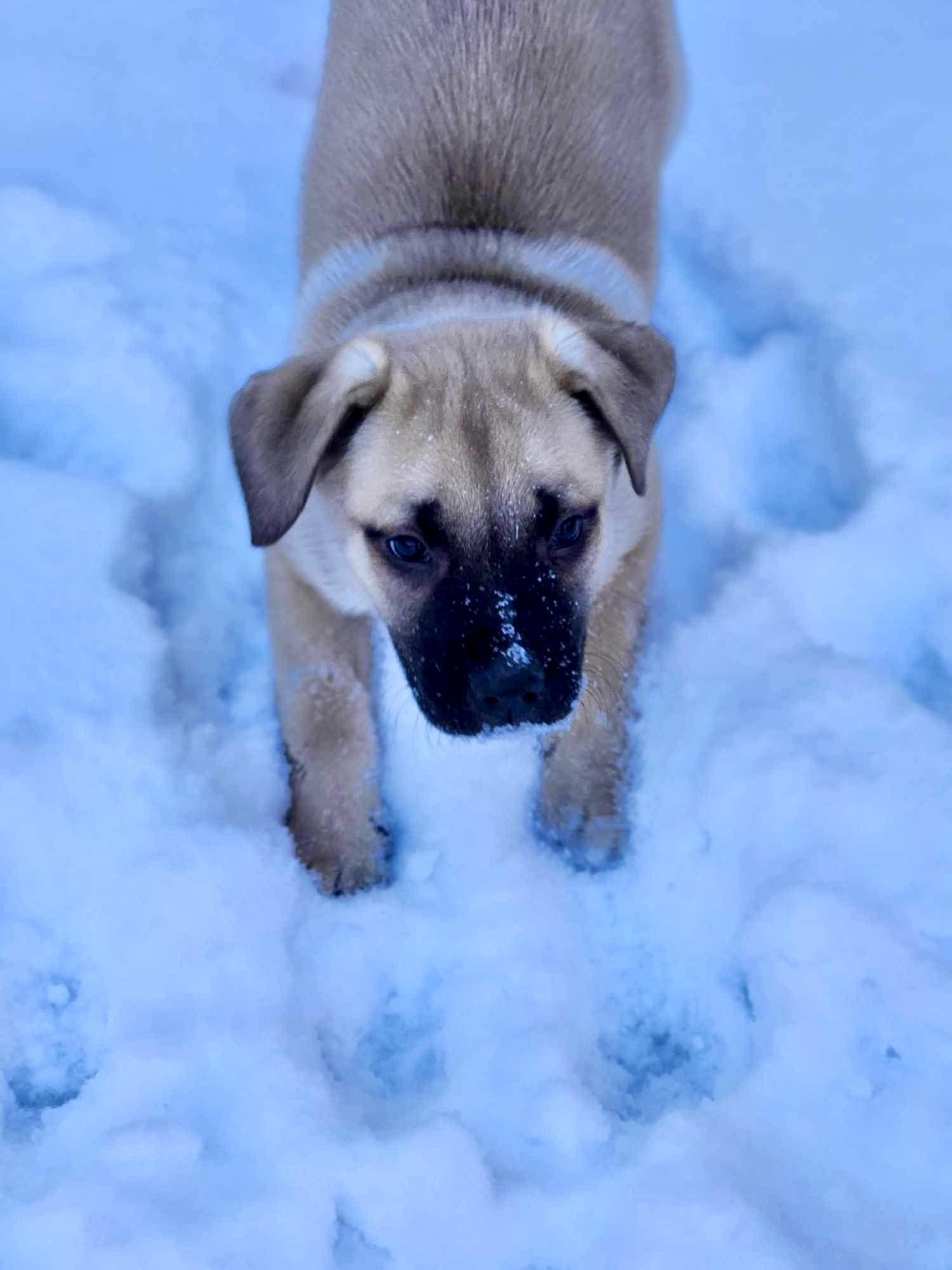 Baby Rook’s first snow. | Scrolller