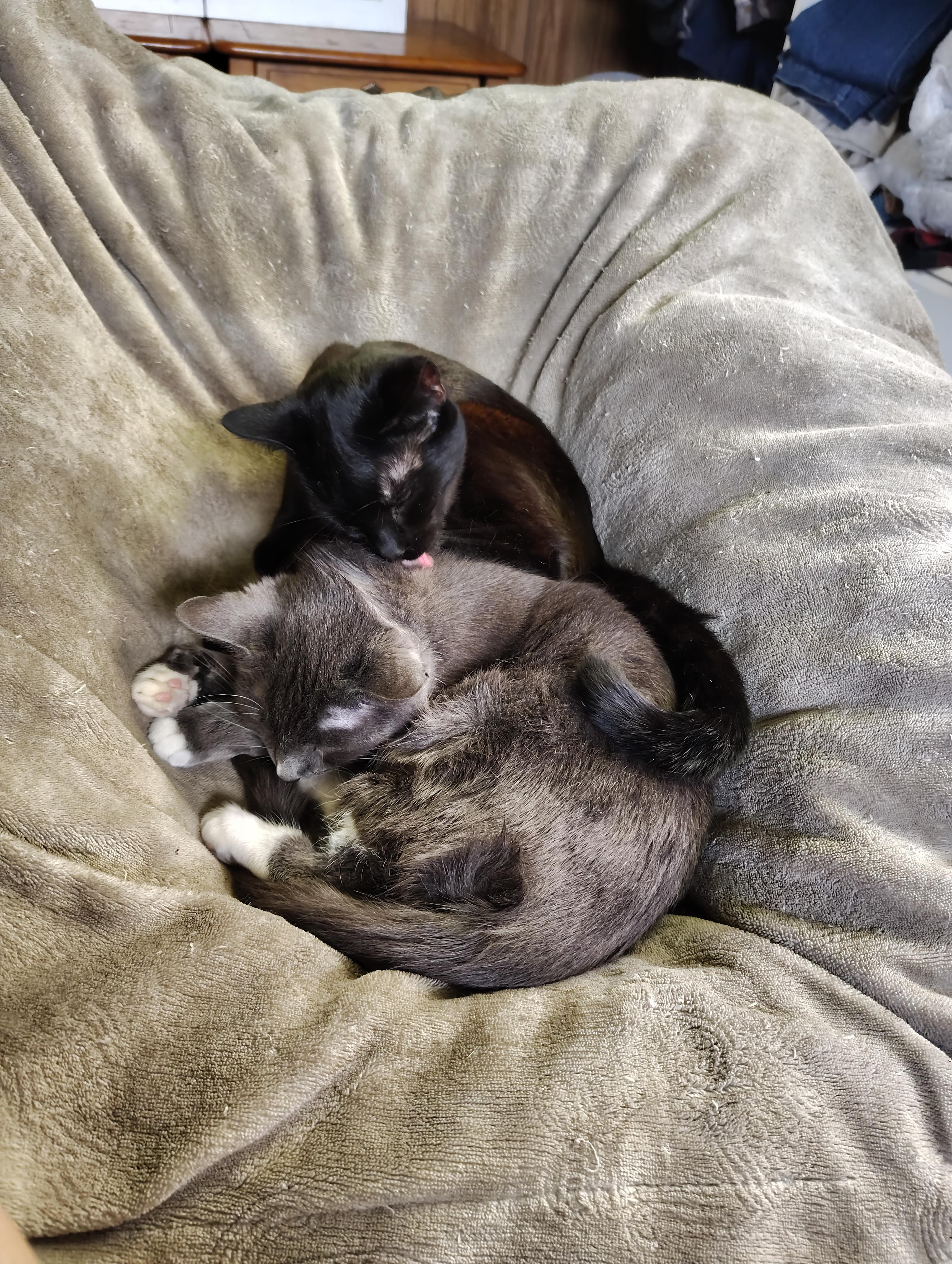 Slumbering sister snuggles | Scrolller