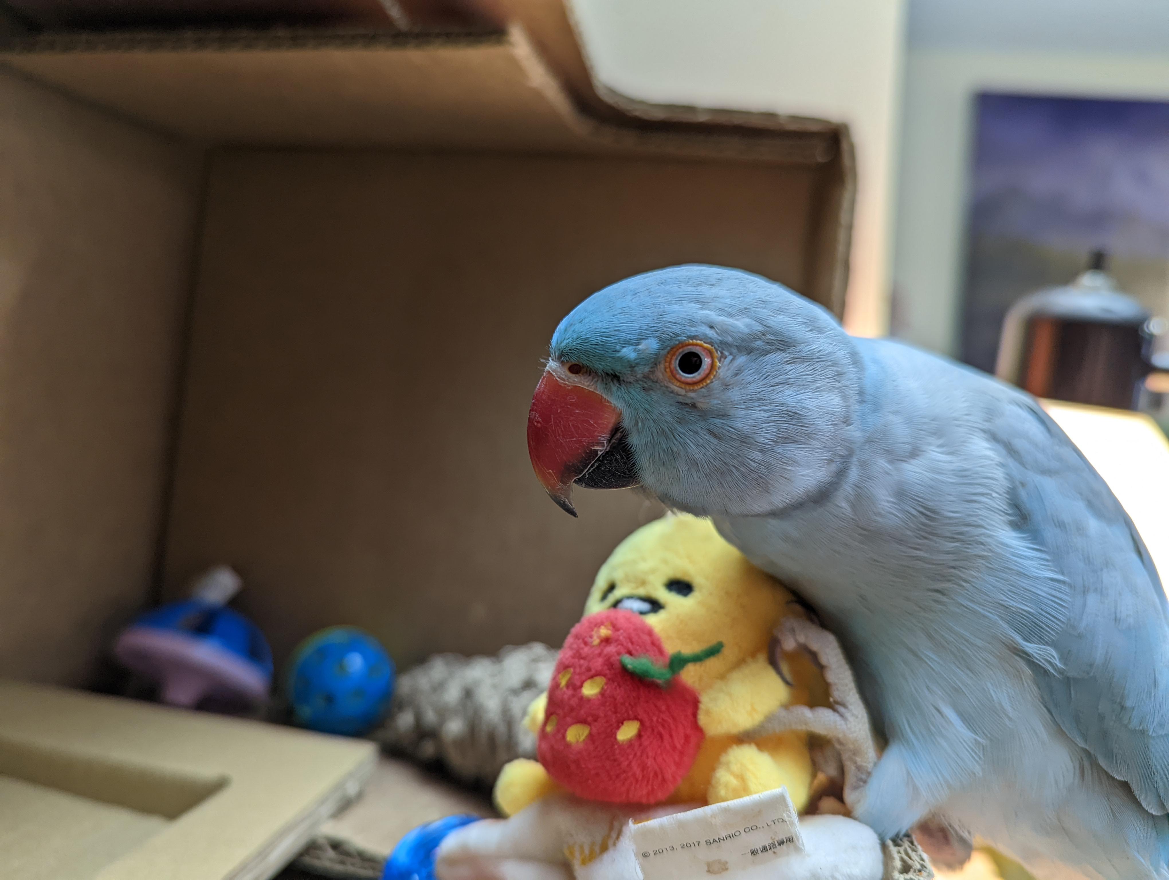 Dio and her stuffy | Scrolller