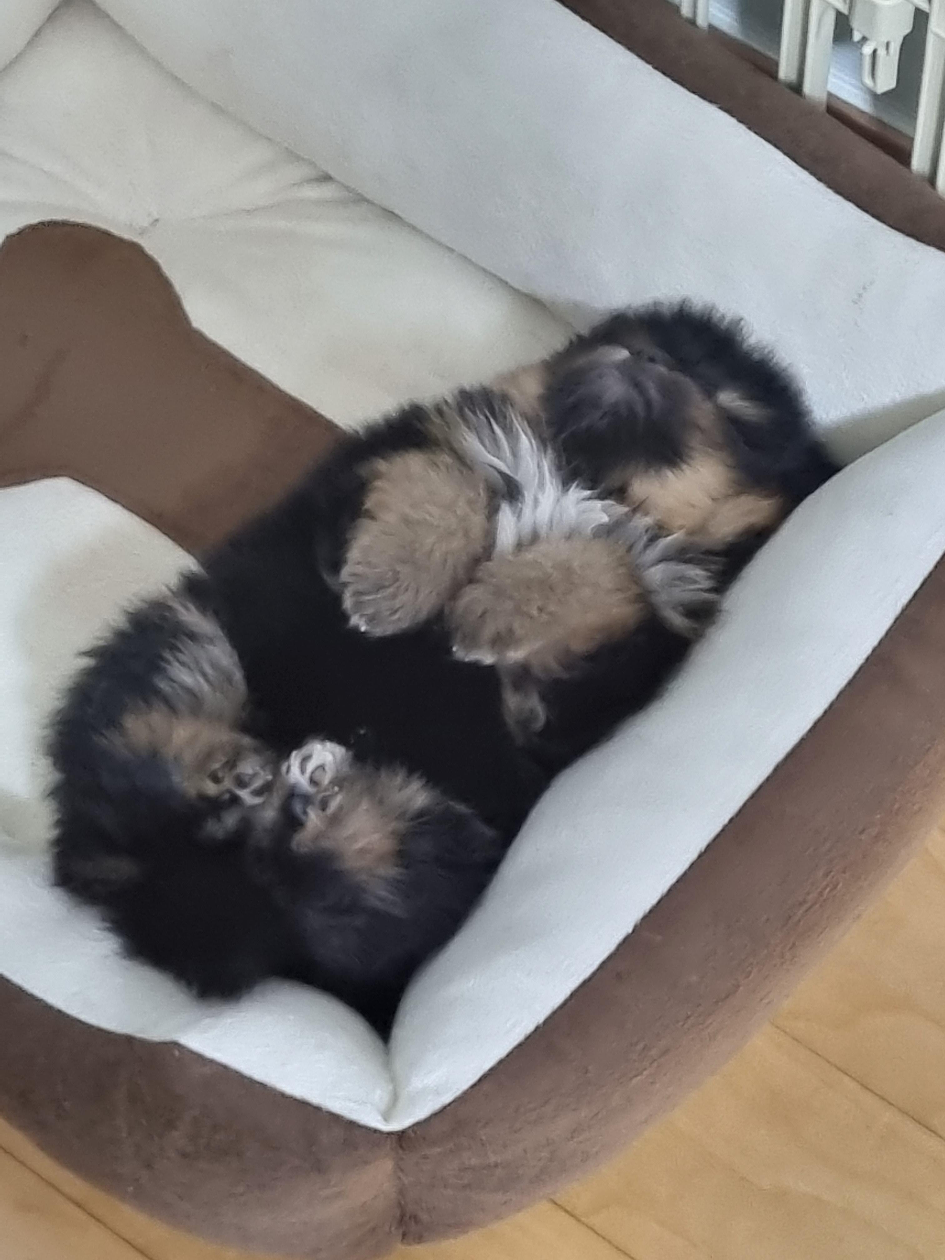 Shh.. he's sleeping | Scrolller