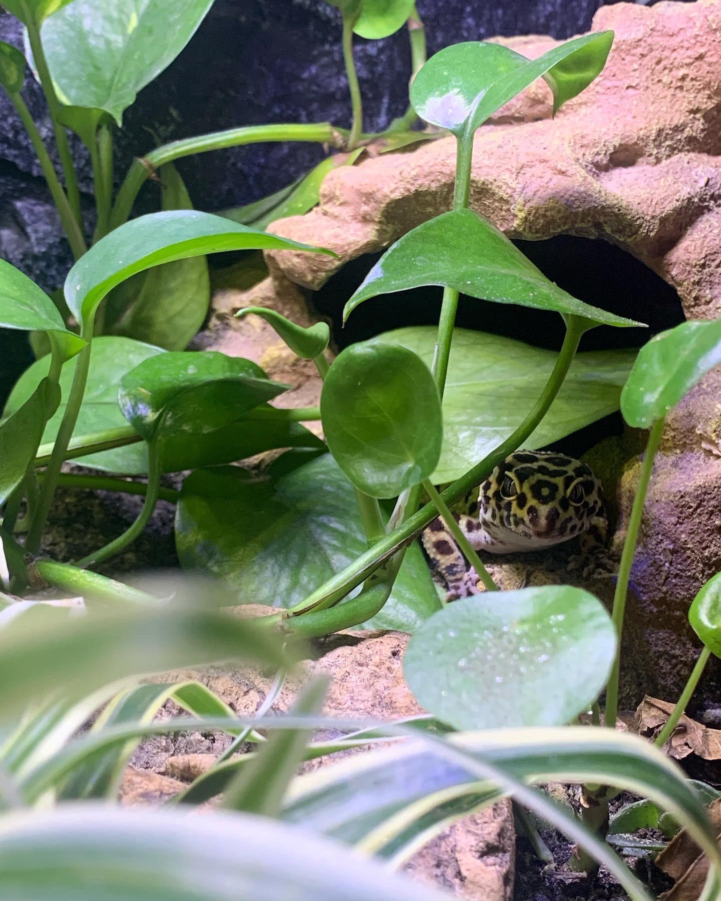 My bioactive leopard gecko setup as well! This ones been set up about 2 ...