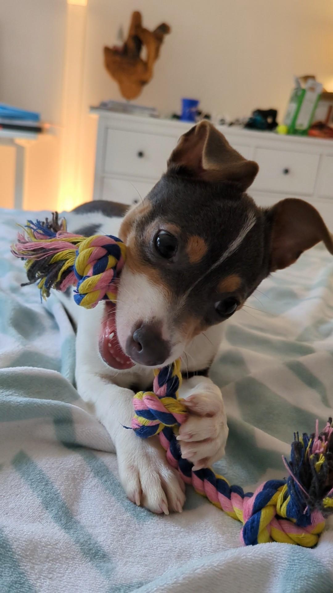 Jack chi? | Scrolller