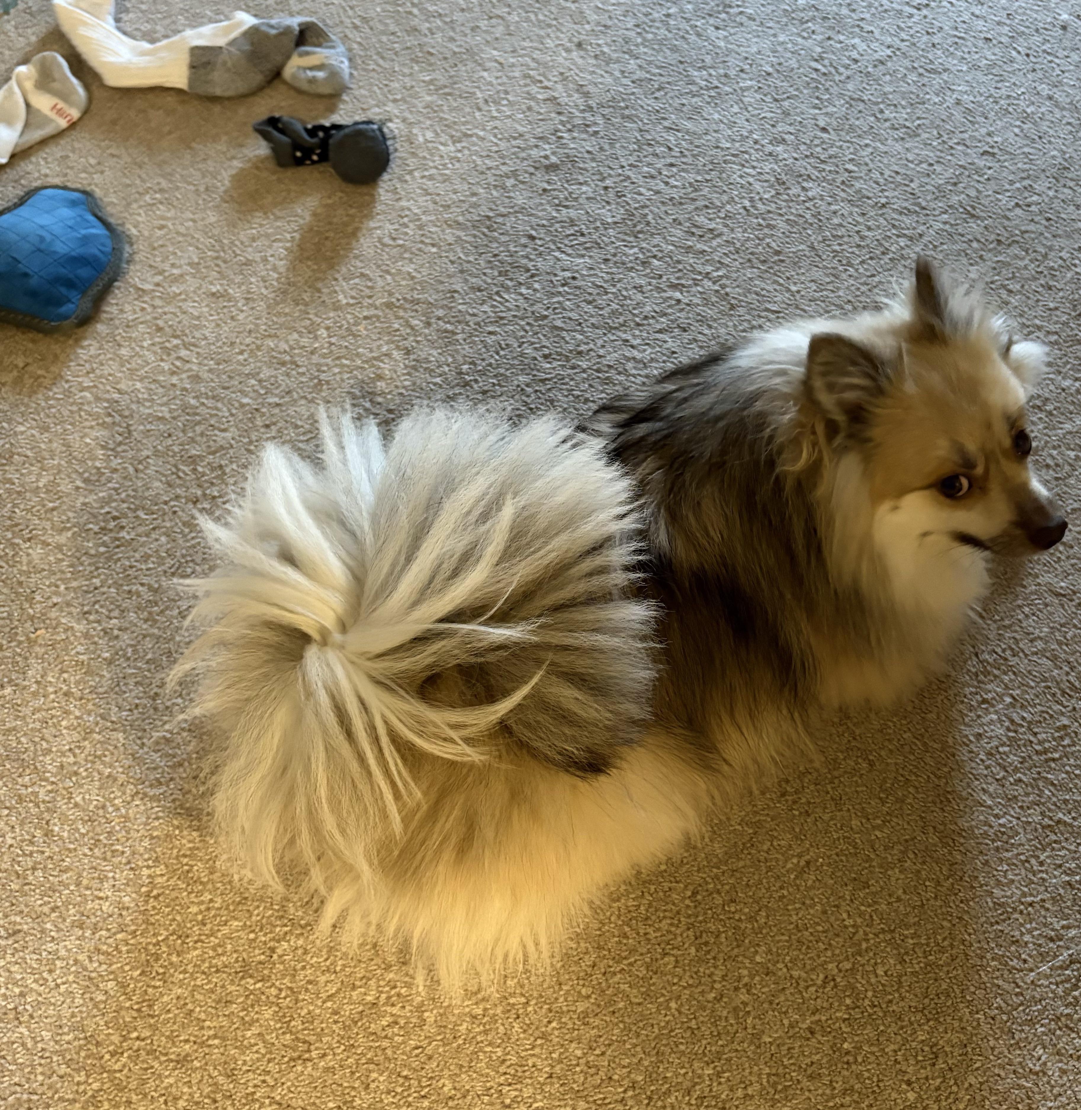 Pomsky’s Blooming Flower Tail | Scrolller