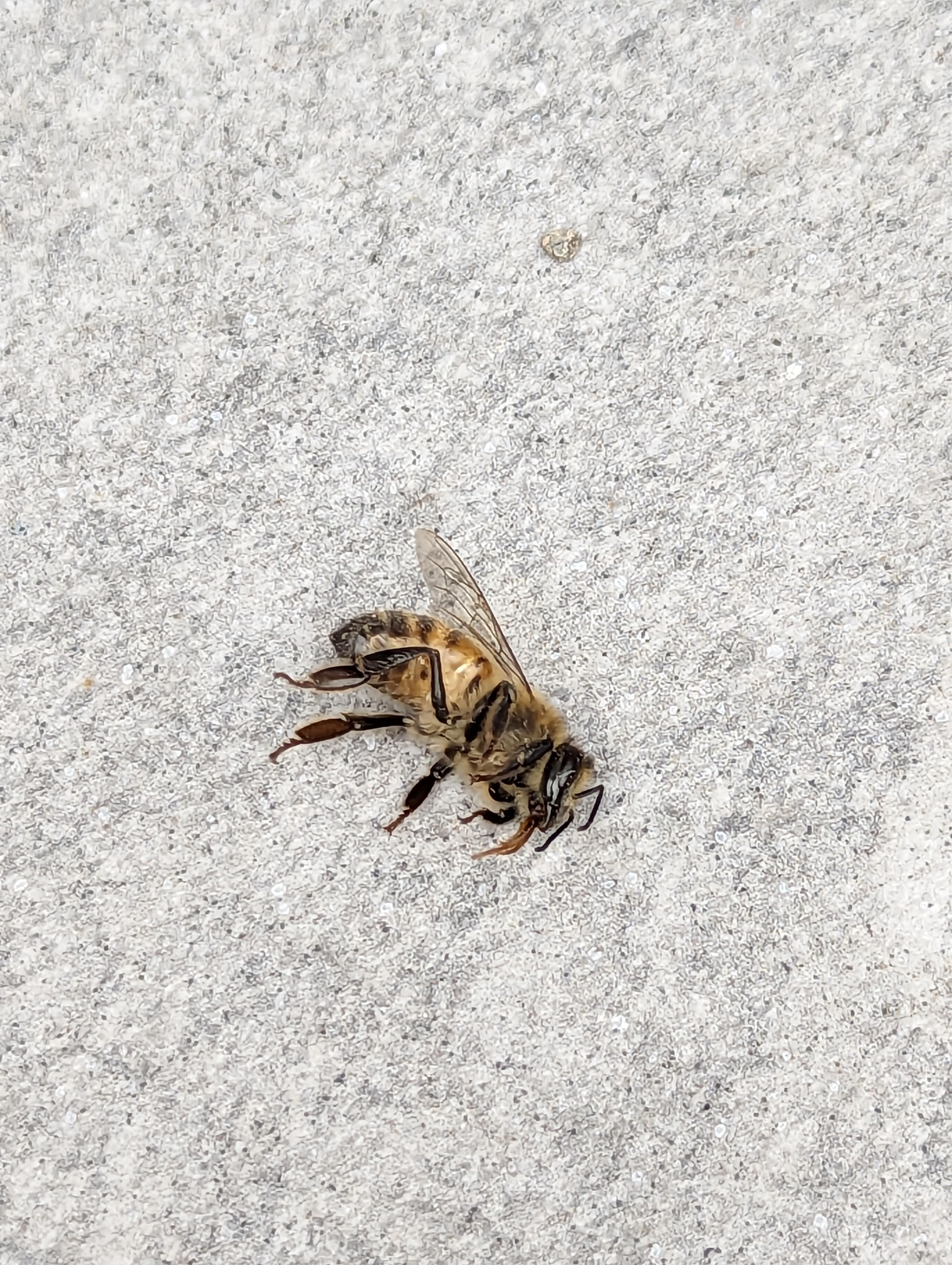 What's wrong with this bee? | Scrolller