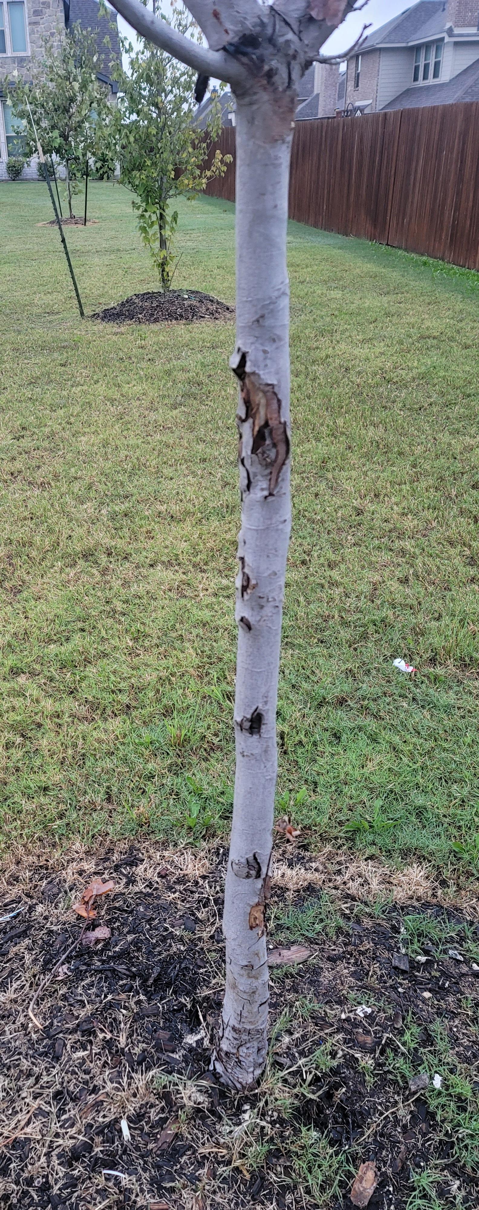 Why is my tree dying? | Scrolller