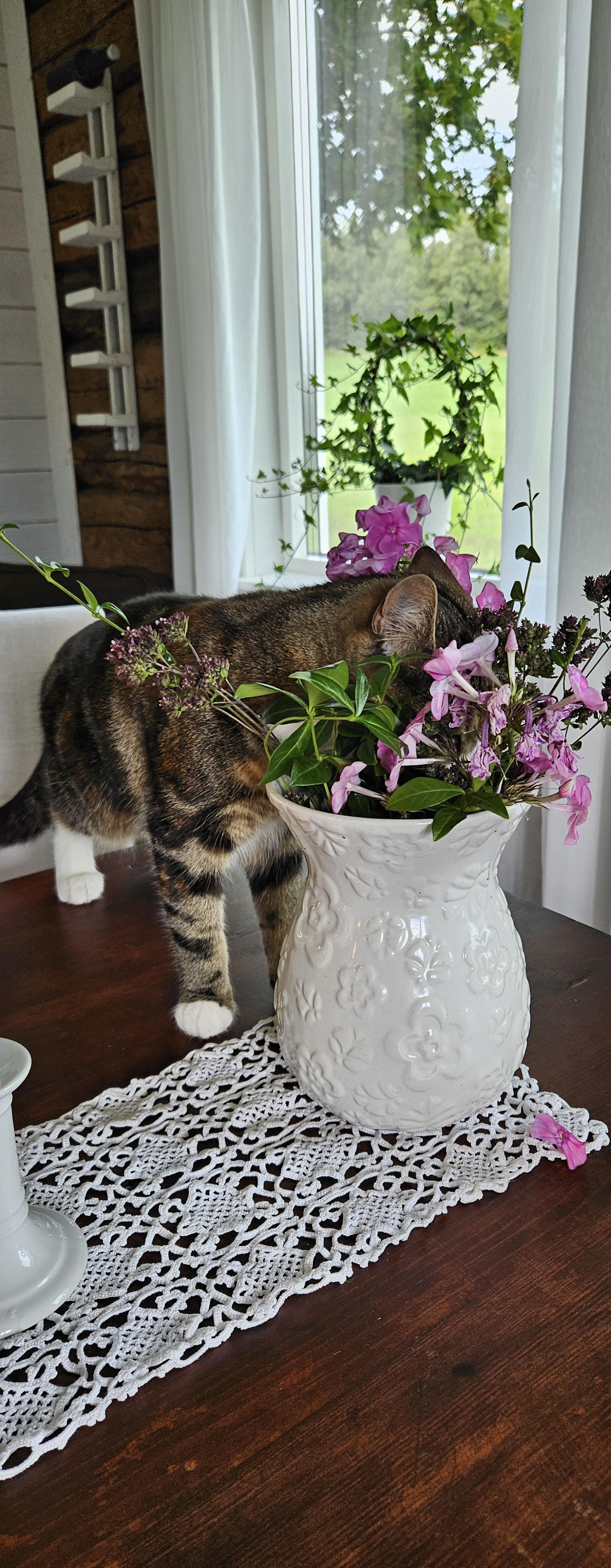 Meet Cleo :) She's so damn cute 🥰 | Scrolller