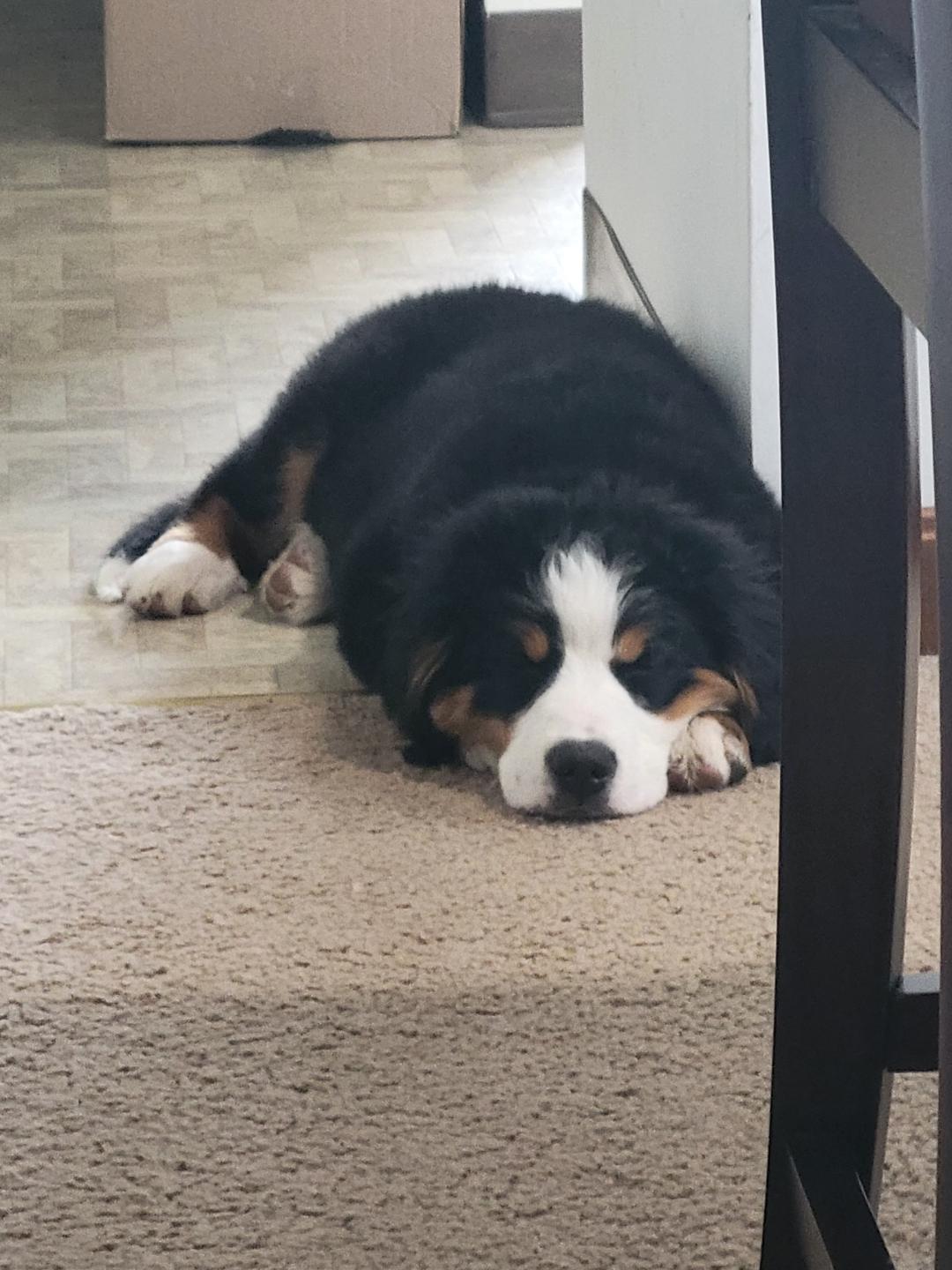 Meet Freya, just turned 3 months. | Scrolller