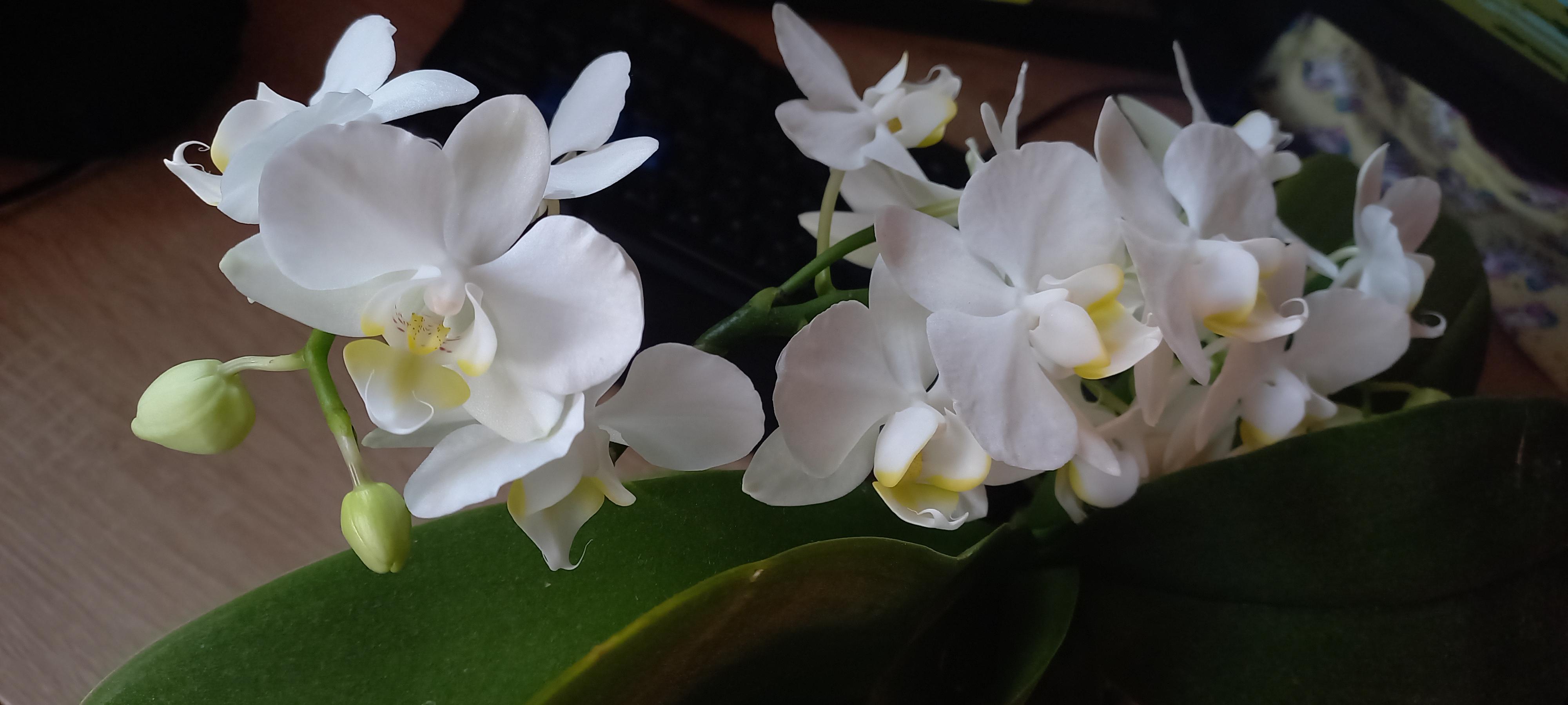 17 blooms and a few more to go :-) | Scrolller