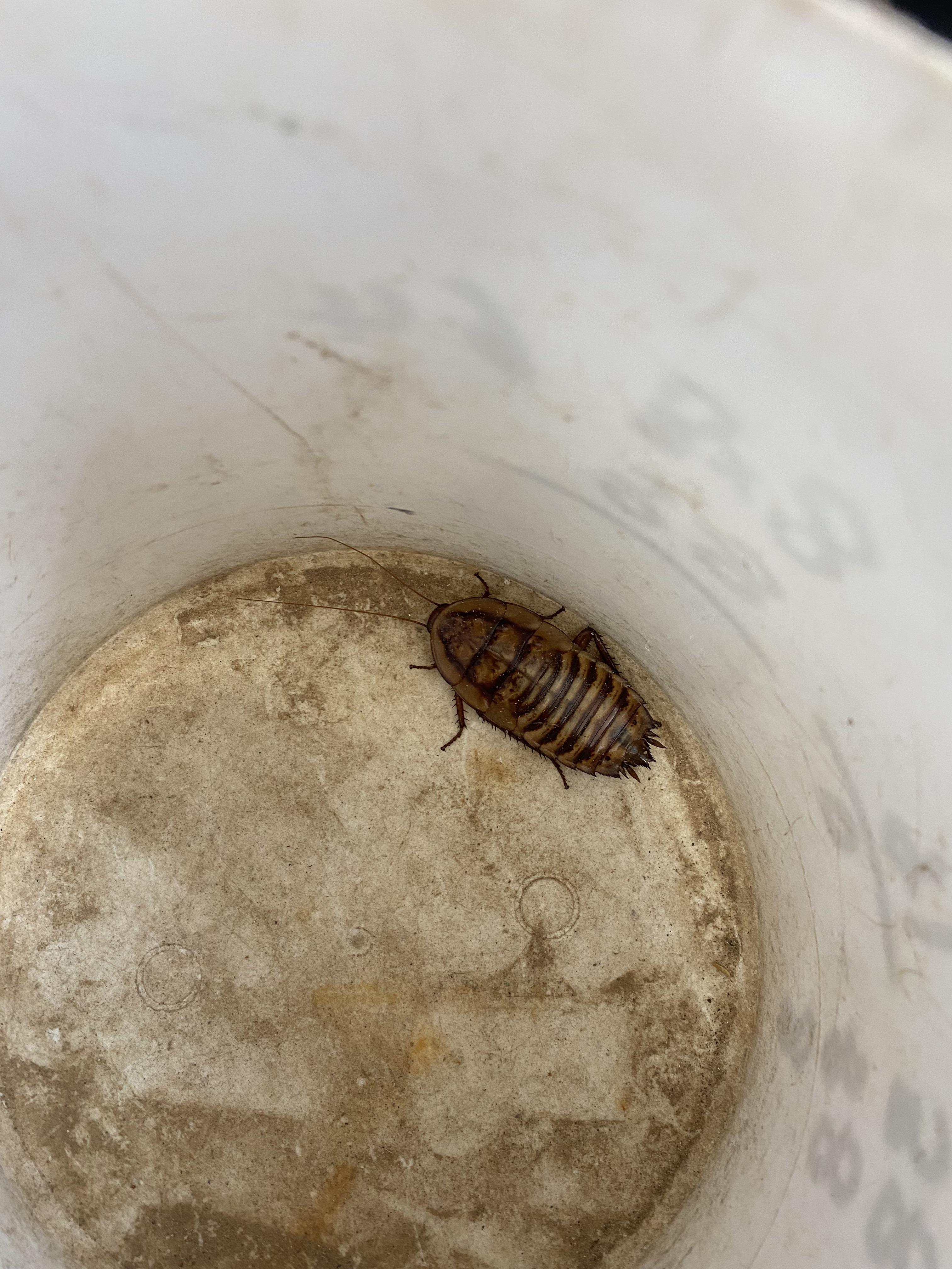 What cockroach is this? | Scrolller