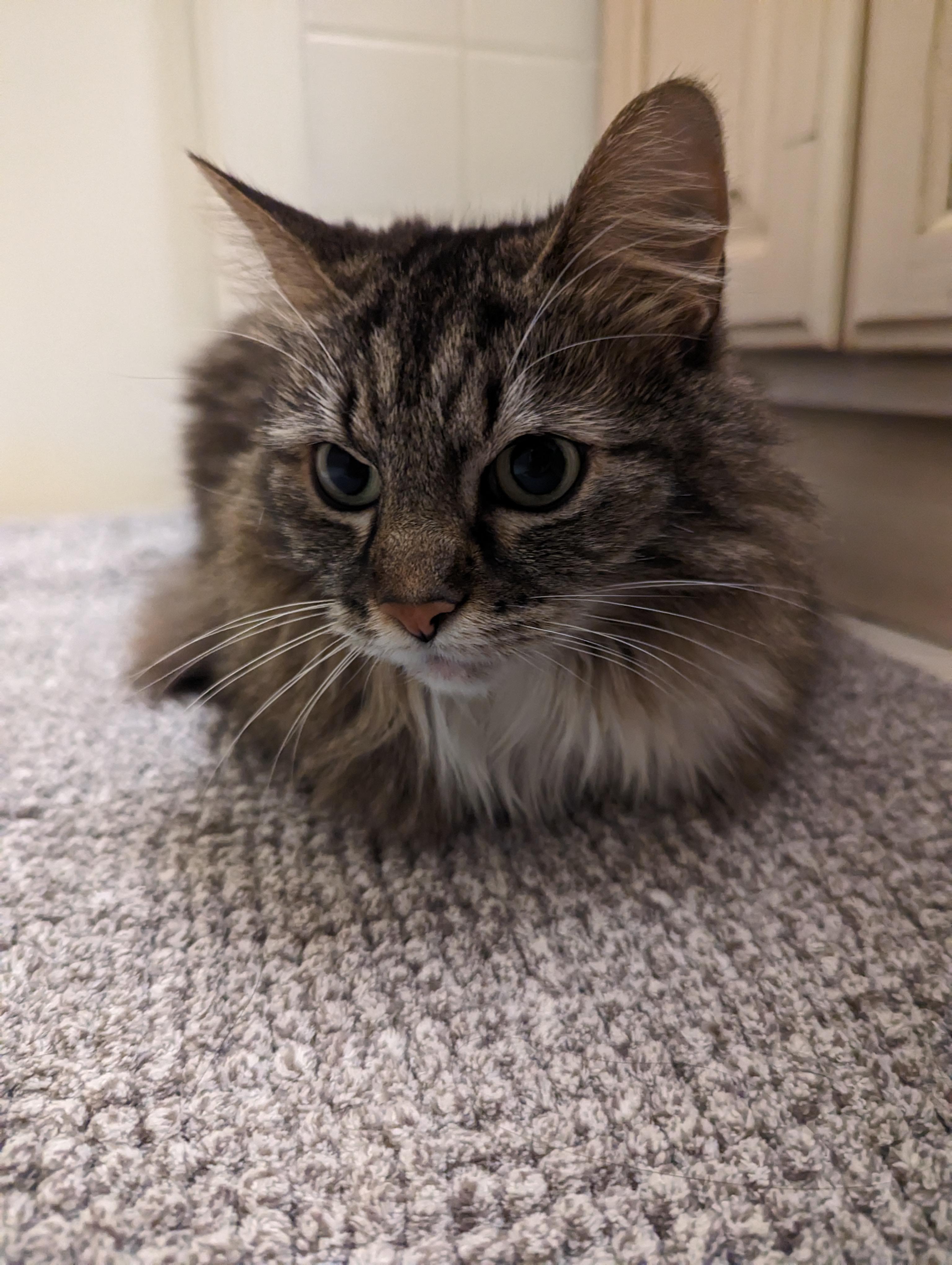 Discover more like Catloaf: Front and top view of a burned loaf and Related Content | Scrolller