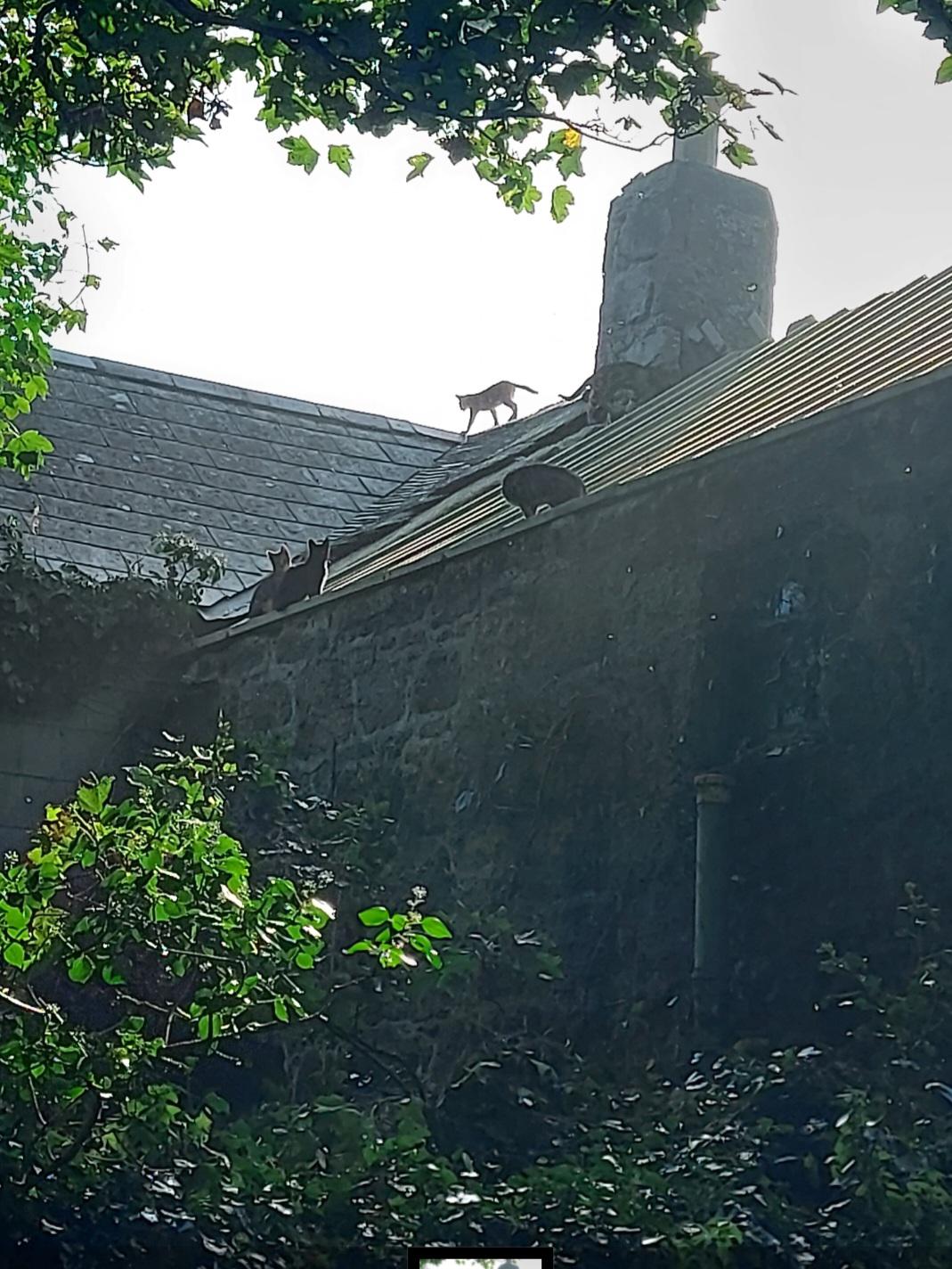 Roofless Cats | Scrolller