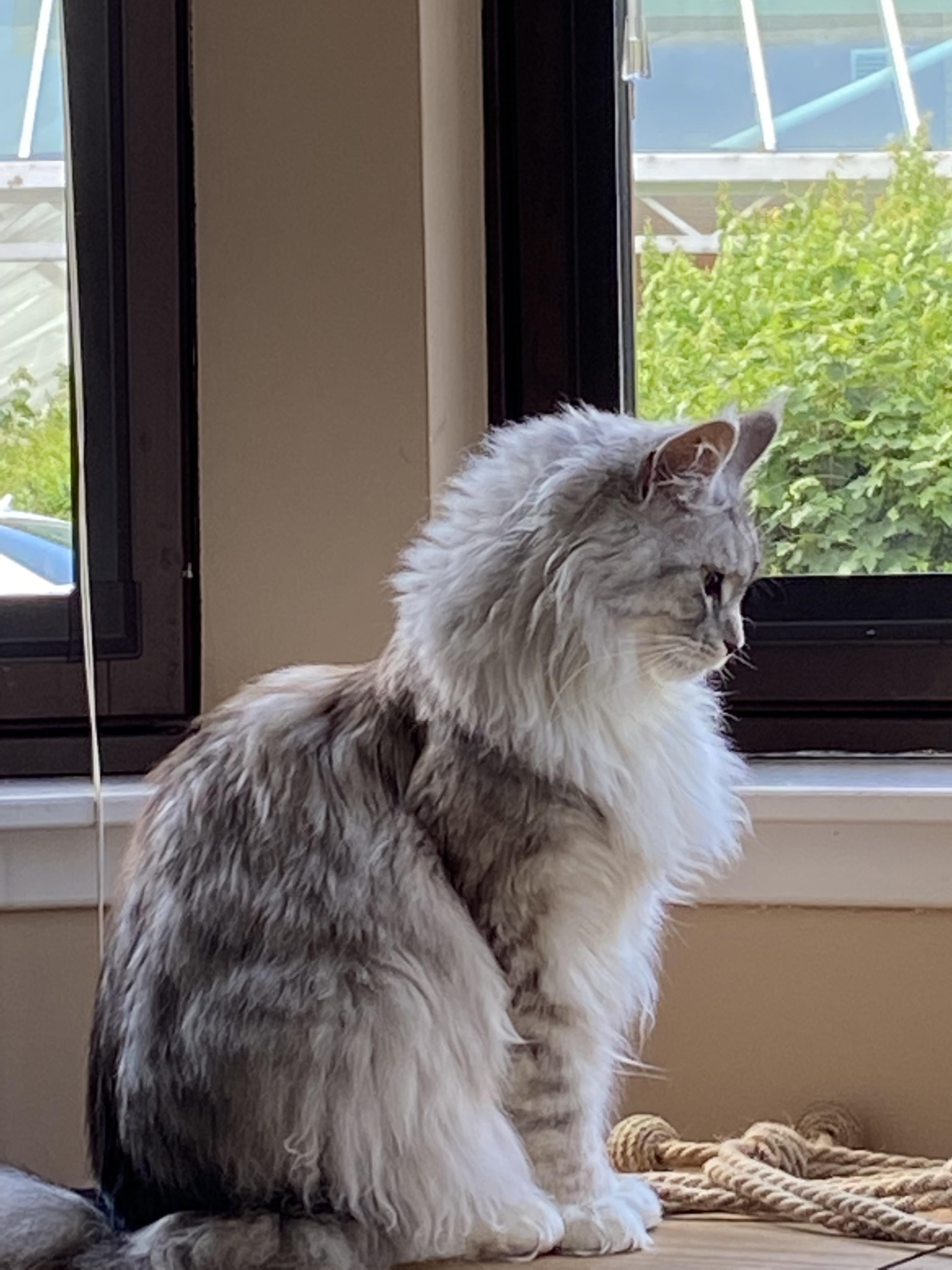 My sister grabbed my phone and took several pictures of her coons ...