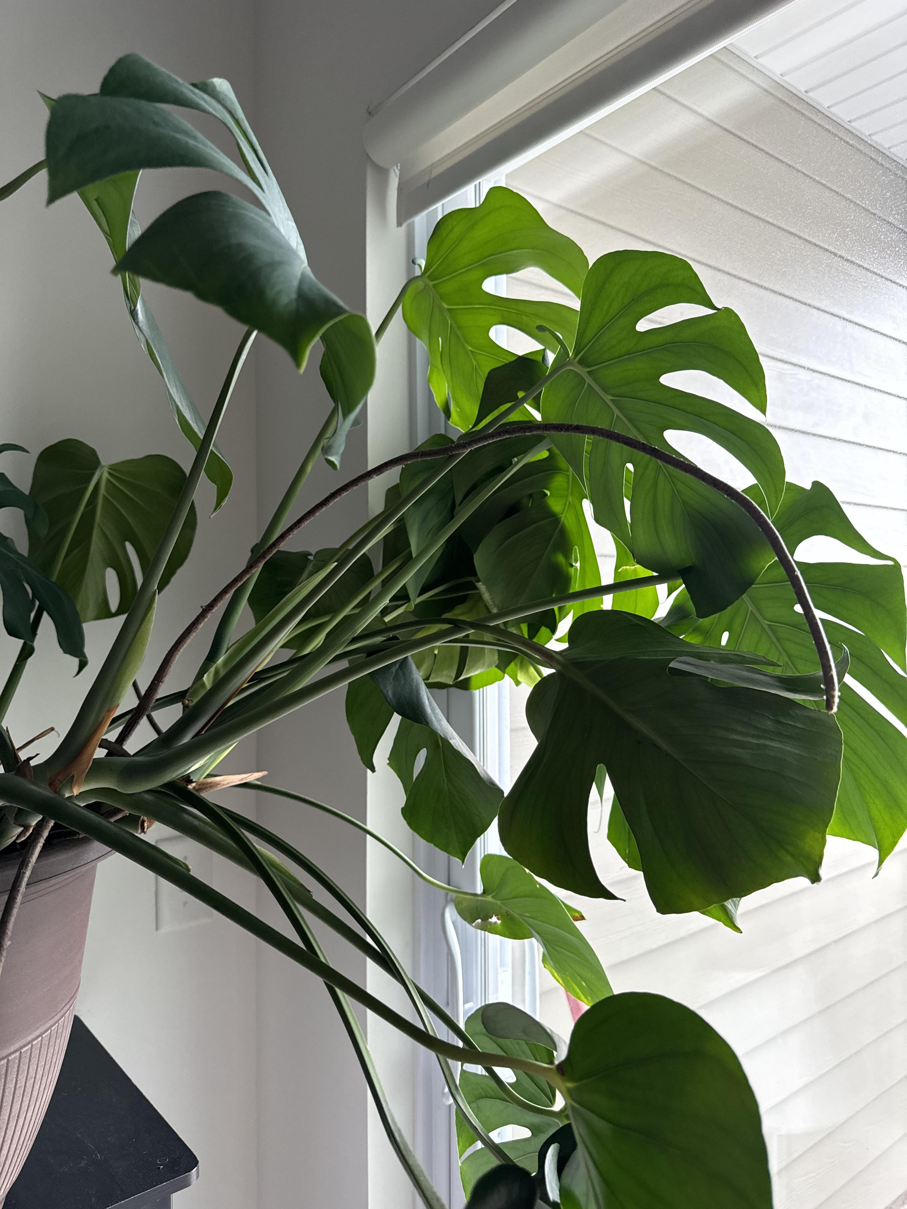 Repot or repot & separate? | Scrolller