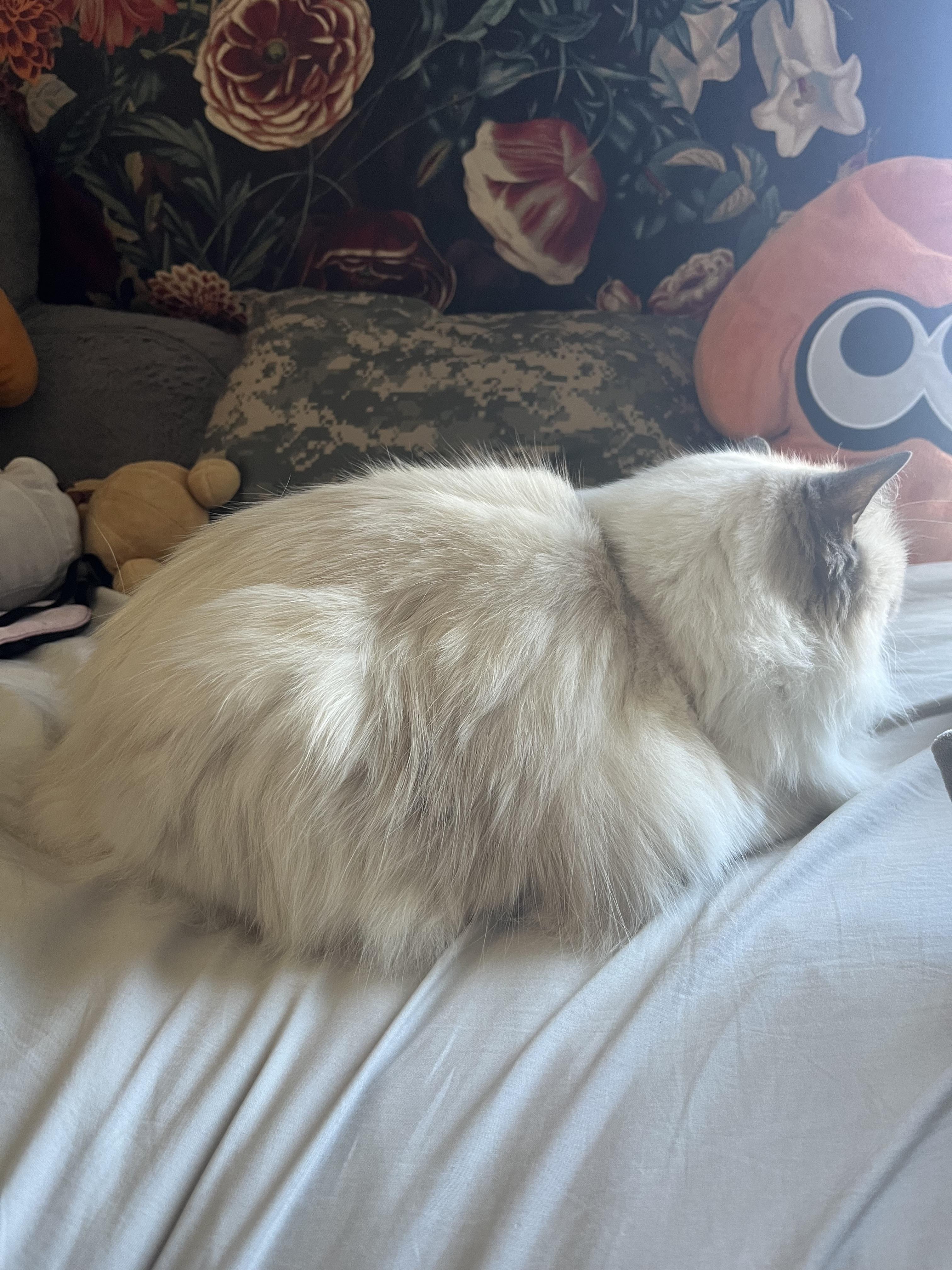 Juniper has perfected her loaf | Scrolller