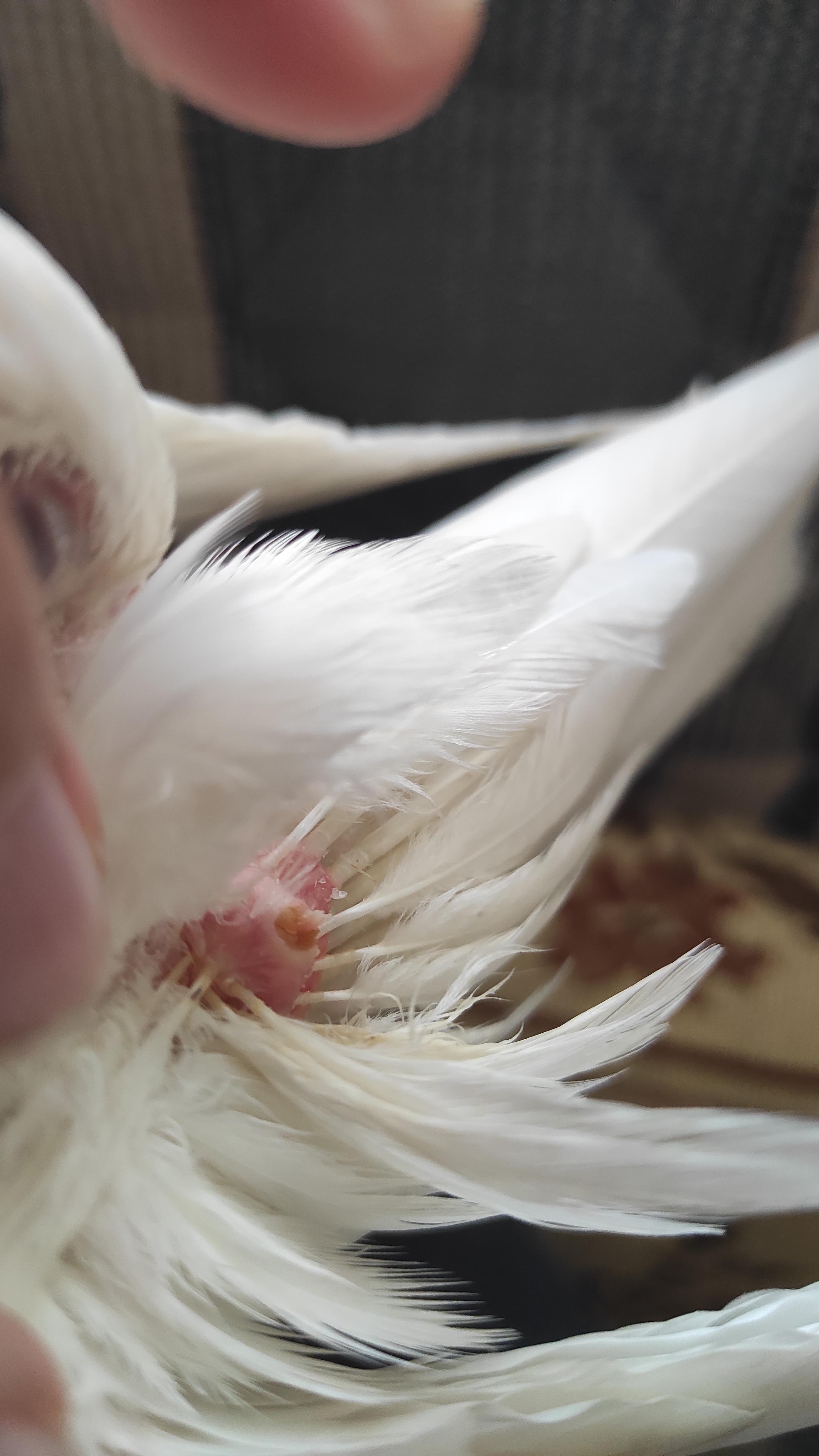 Is this something normal? | Scrolller