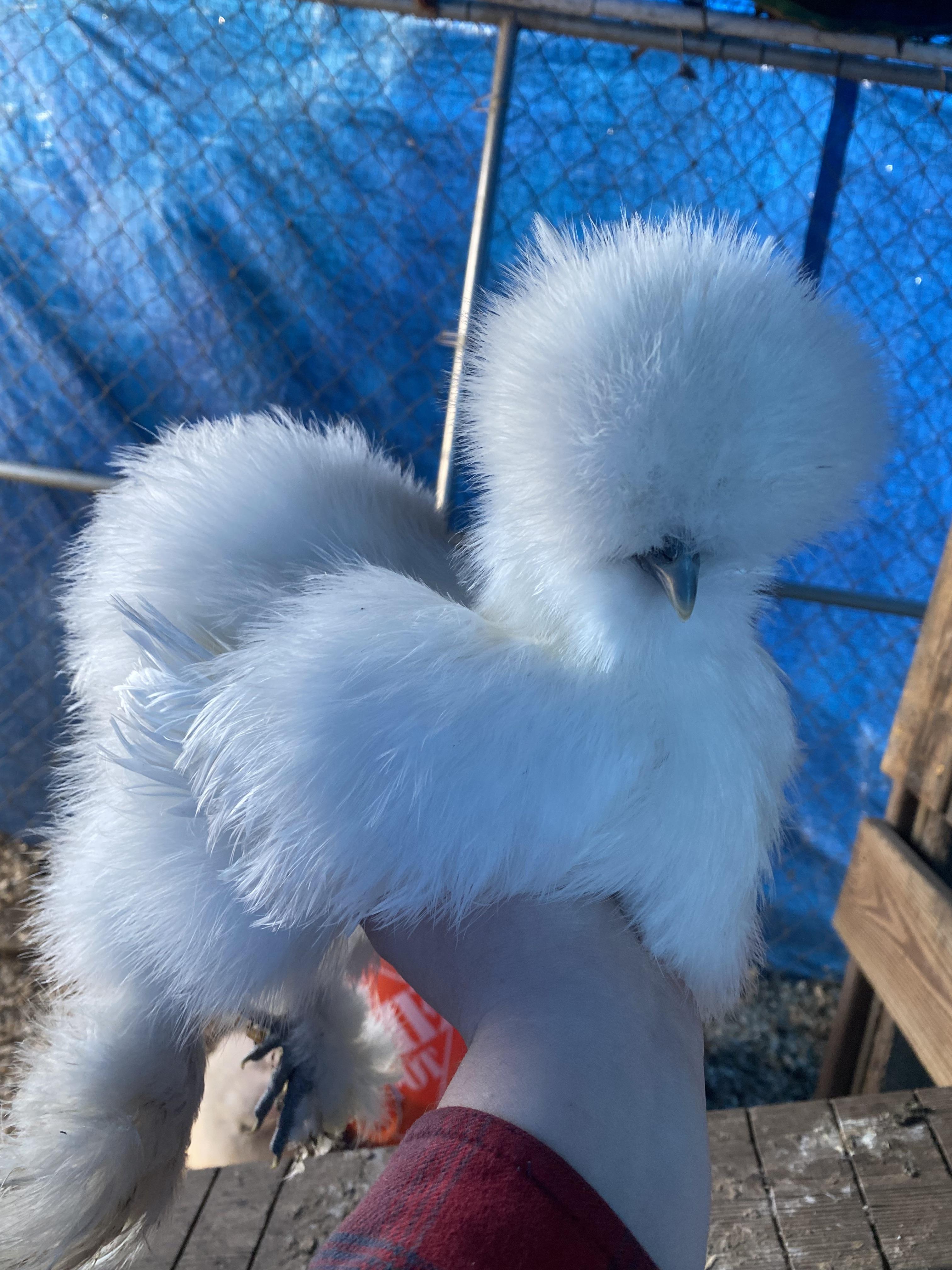 Meet Mochi! | Scrolller