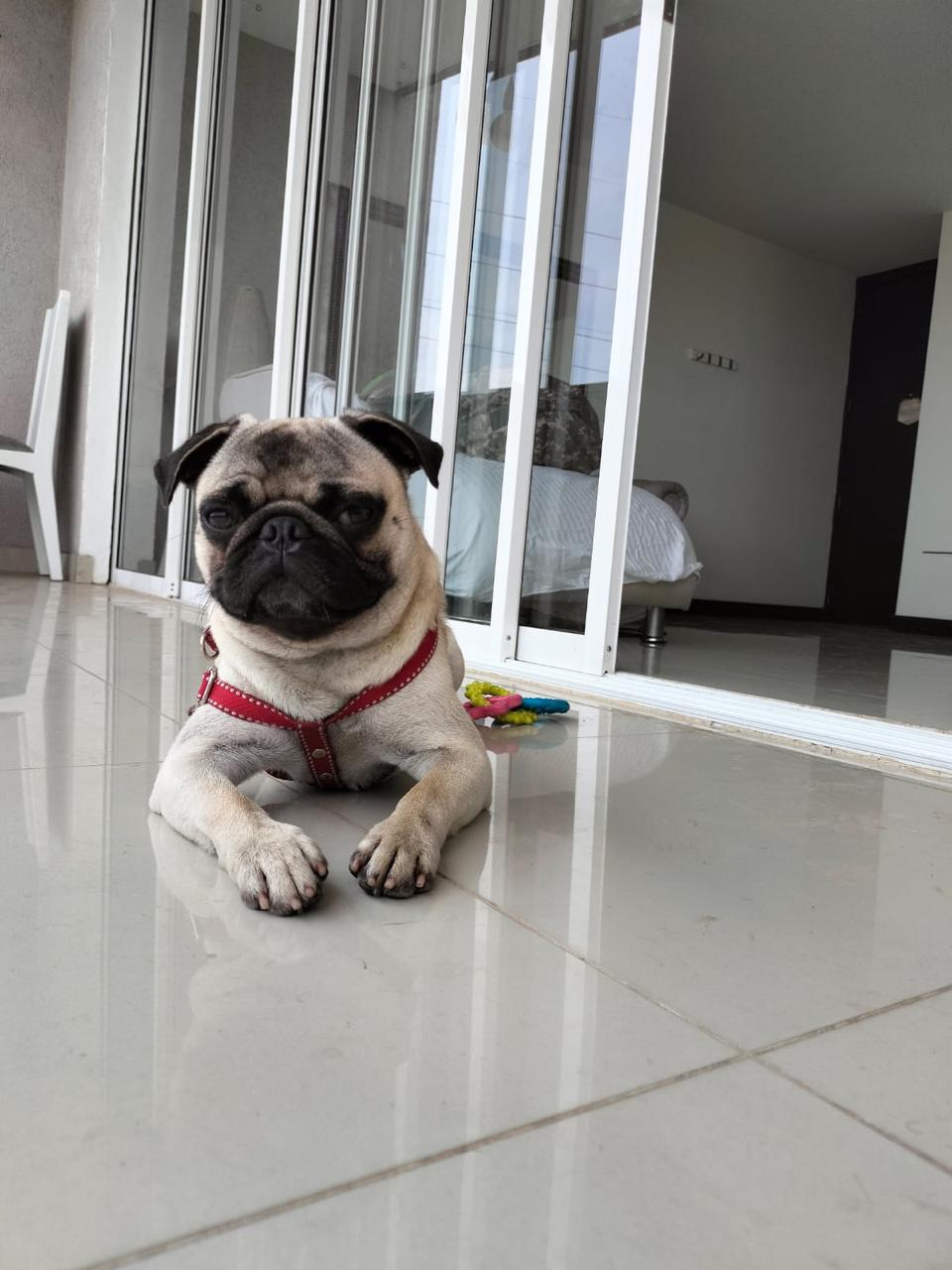 Photoshoot with my pug, he is so handsome and cute at the same time😍😅 | Scrolller