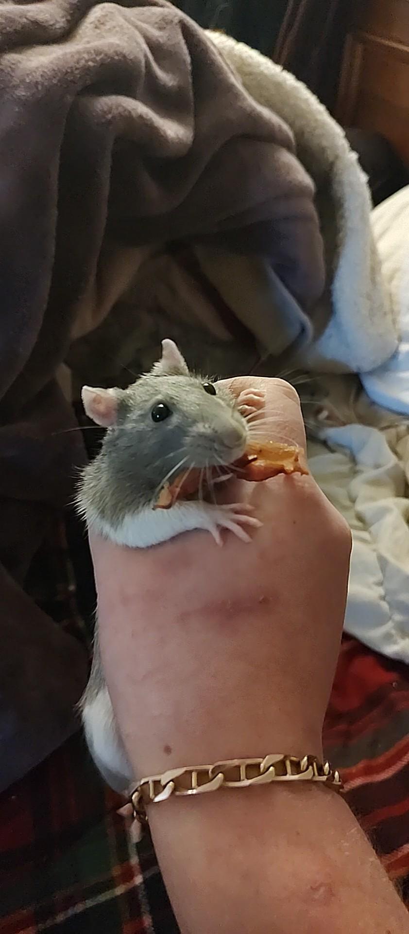 Meat rat | Scrolller