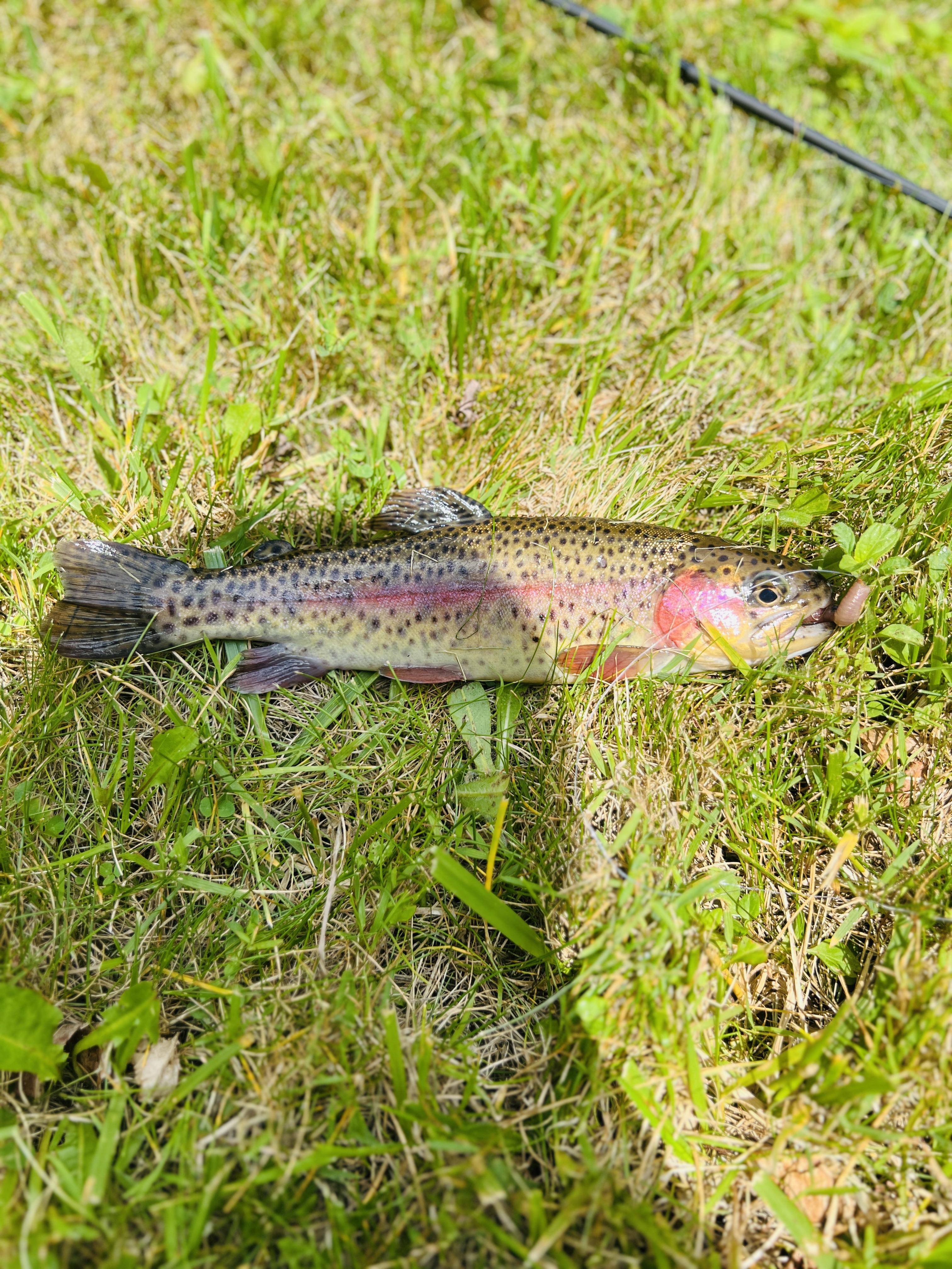 Yesterday’s Catch from Western NC | Scrolller