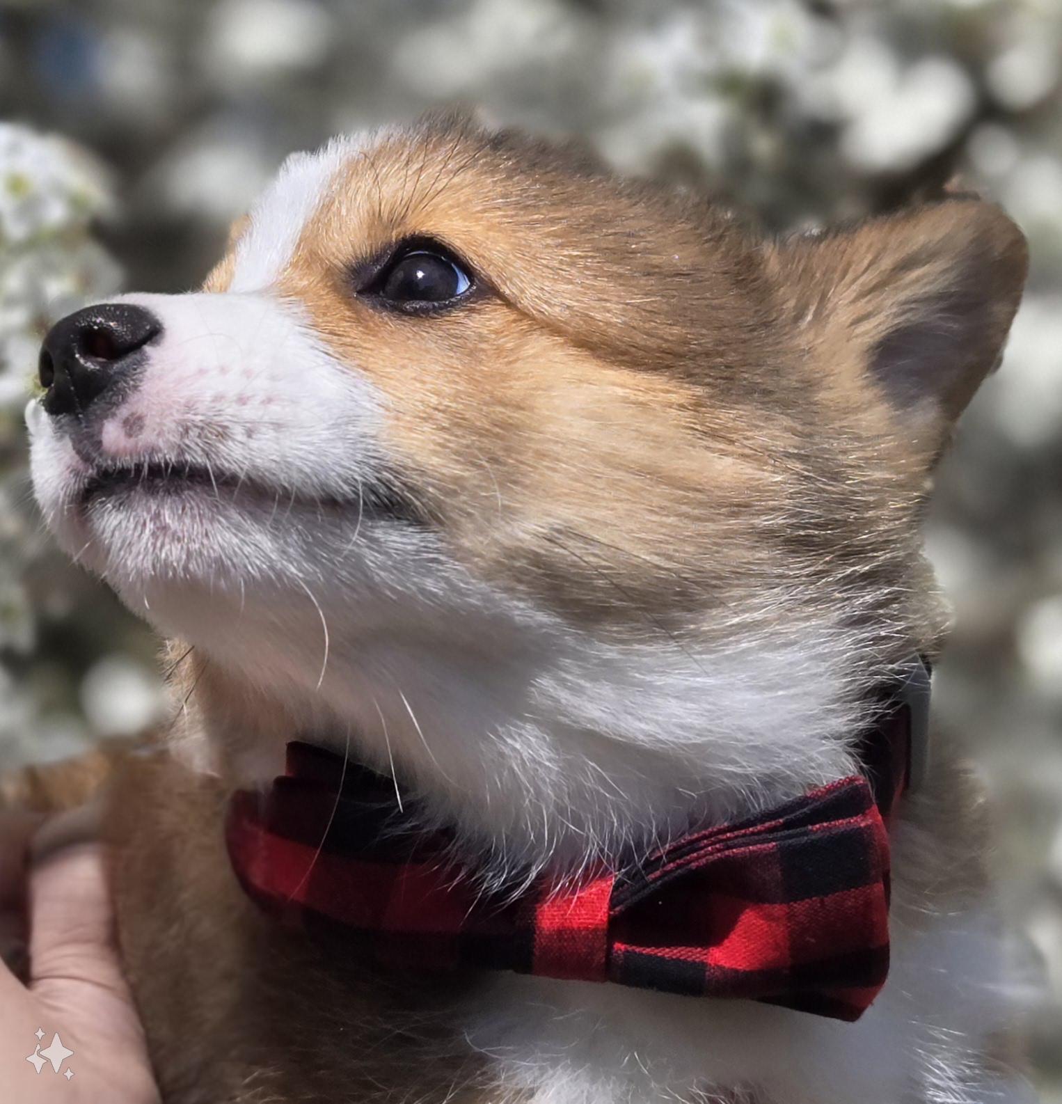 Our new pup, Otto | Scrolller