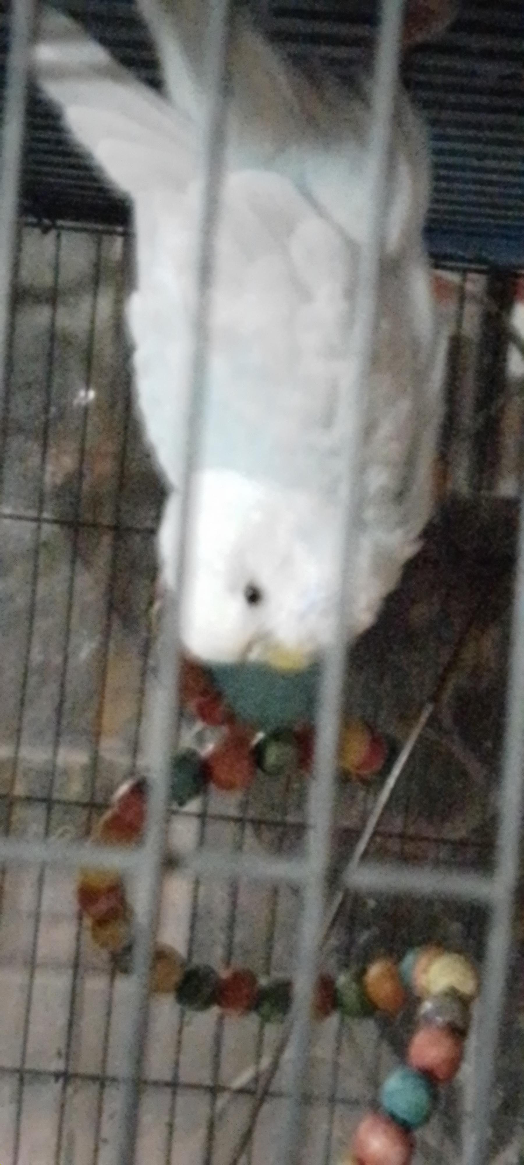 My birb is secretly a bat | Scrolller