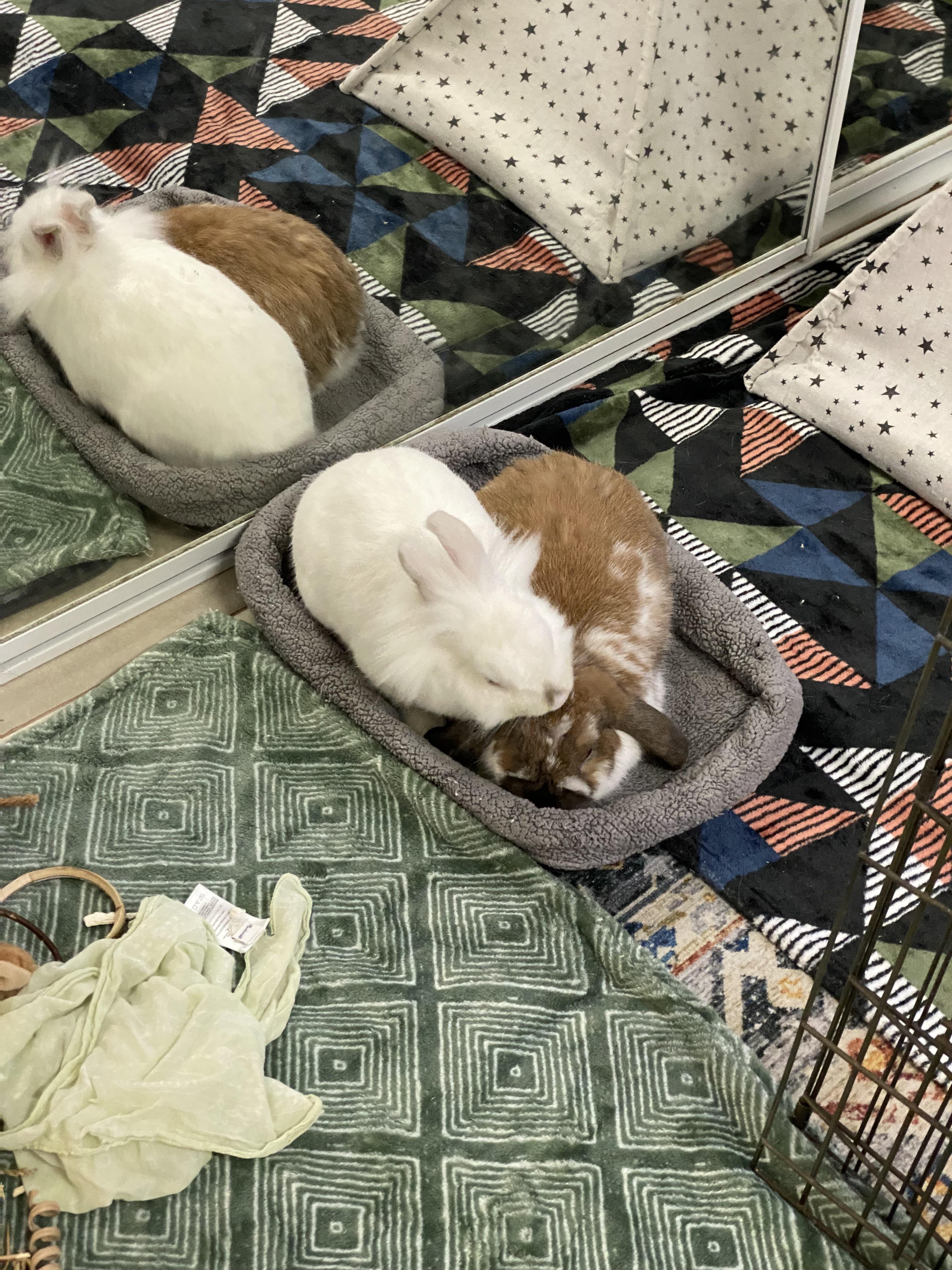 Some Bonding Progress Pictures | Scrolller