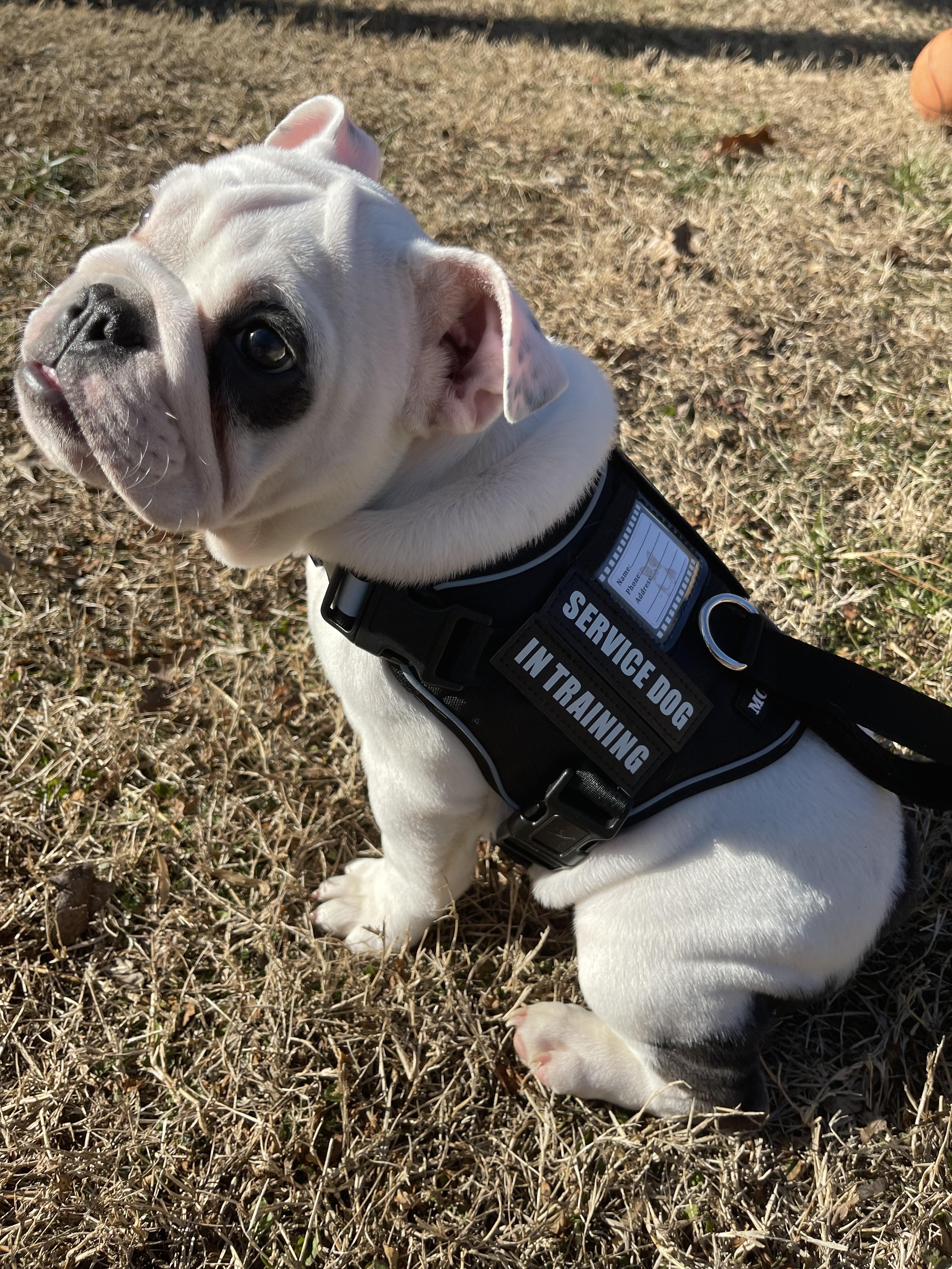 Snoopy started his training | Scrolller