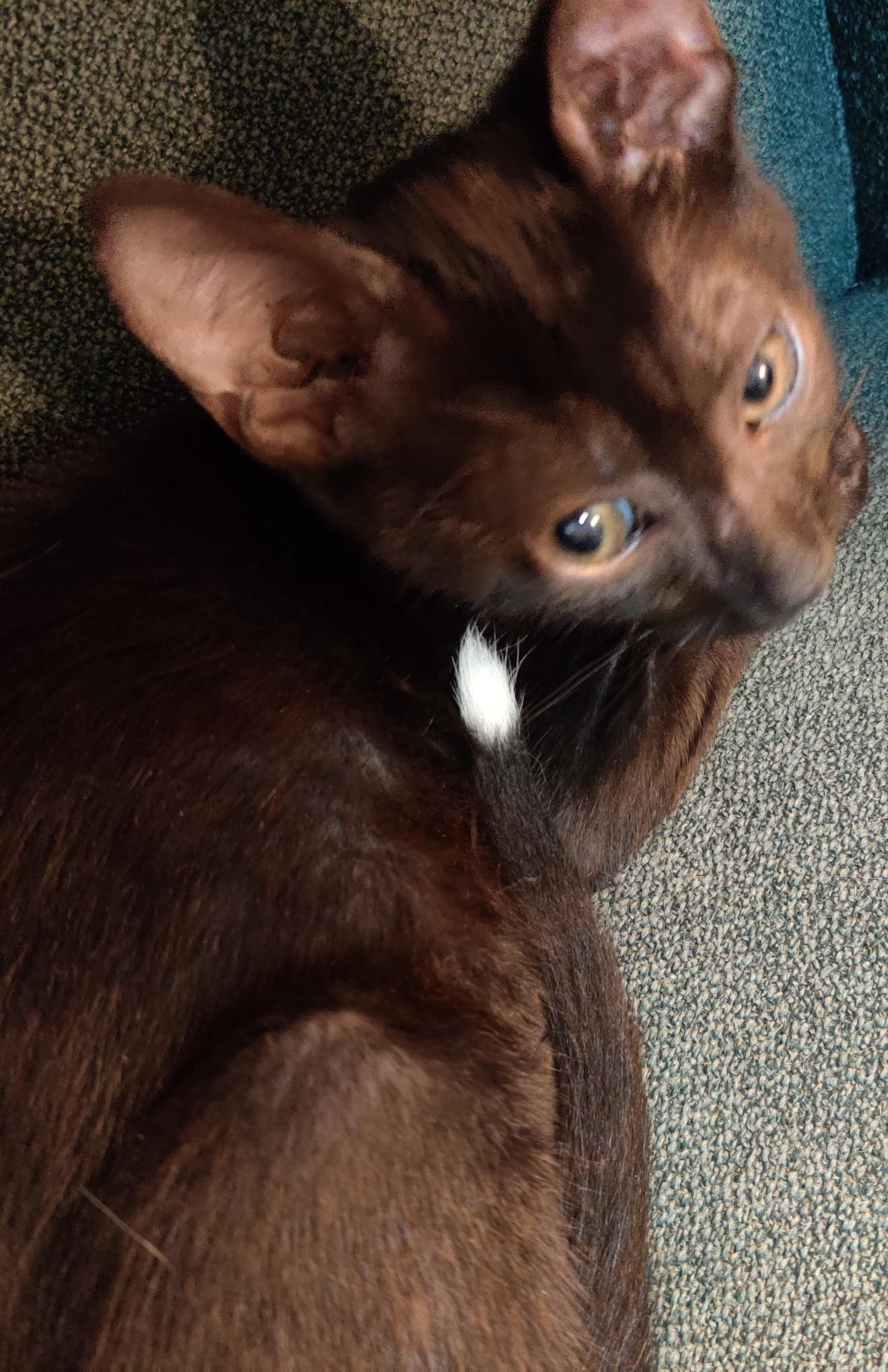 My little Candle Void is all grown up (OC) | Scrolller