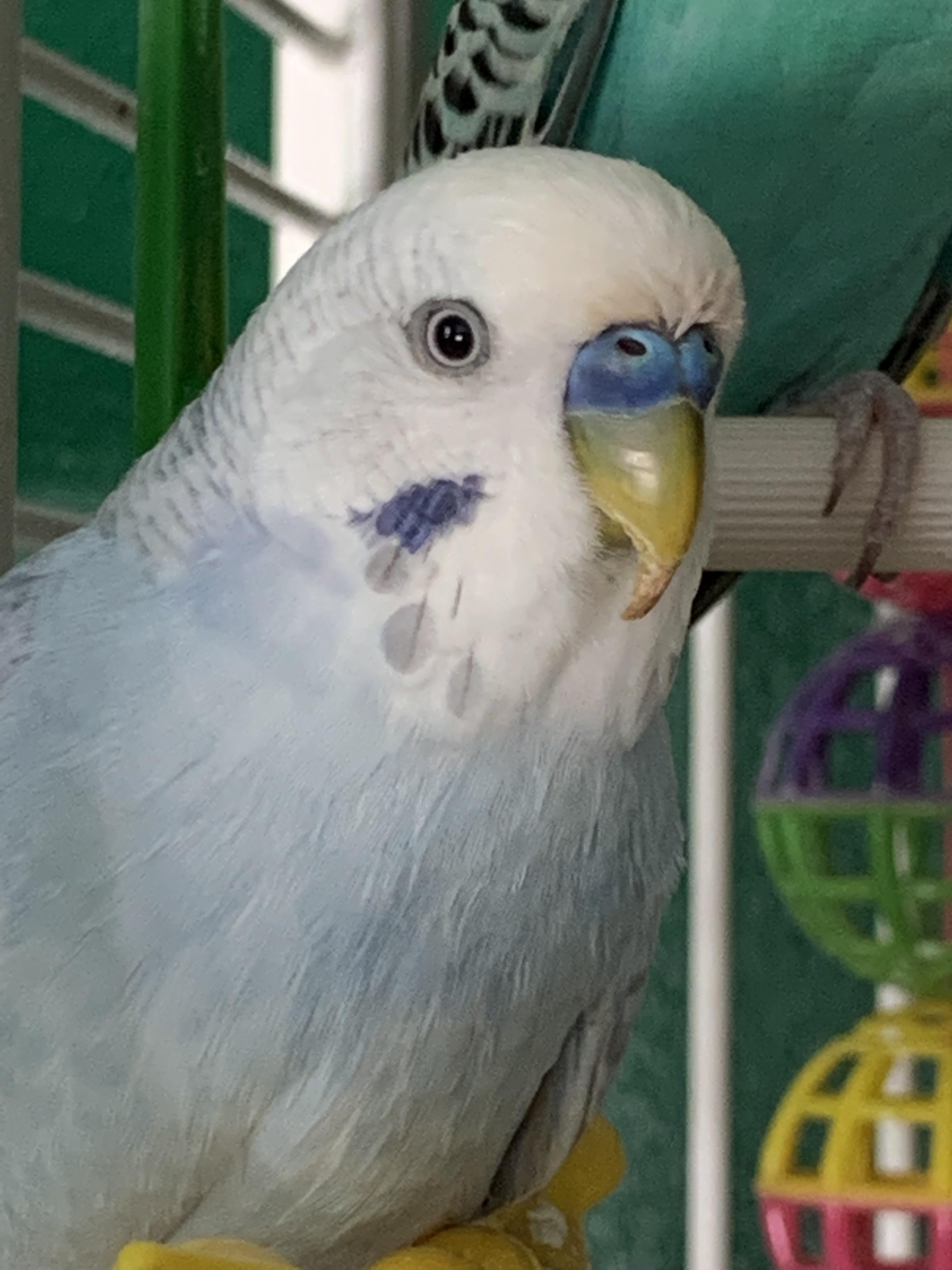 TIL there are names for all the budgie mutations, what’s my boy Stormy ...