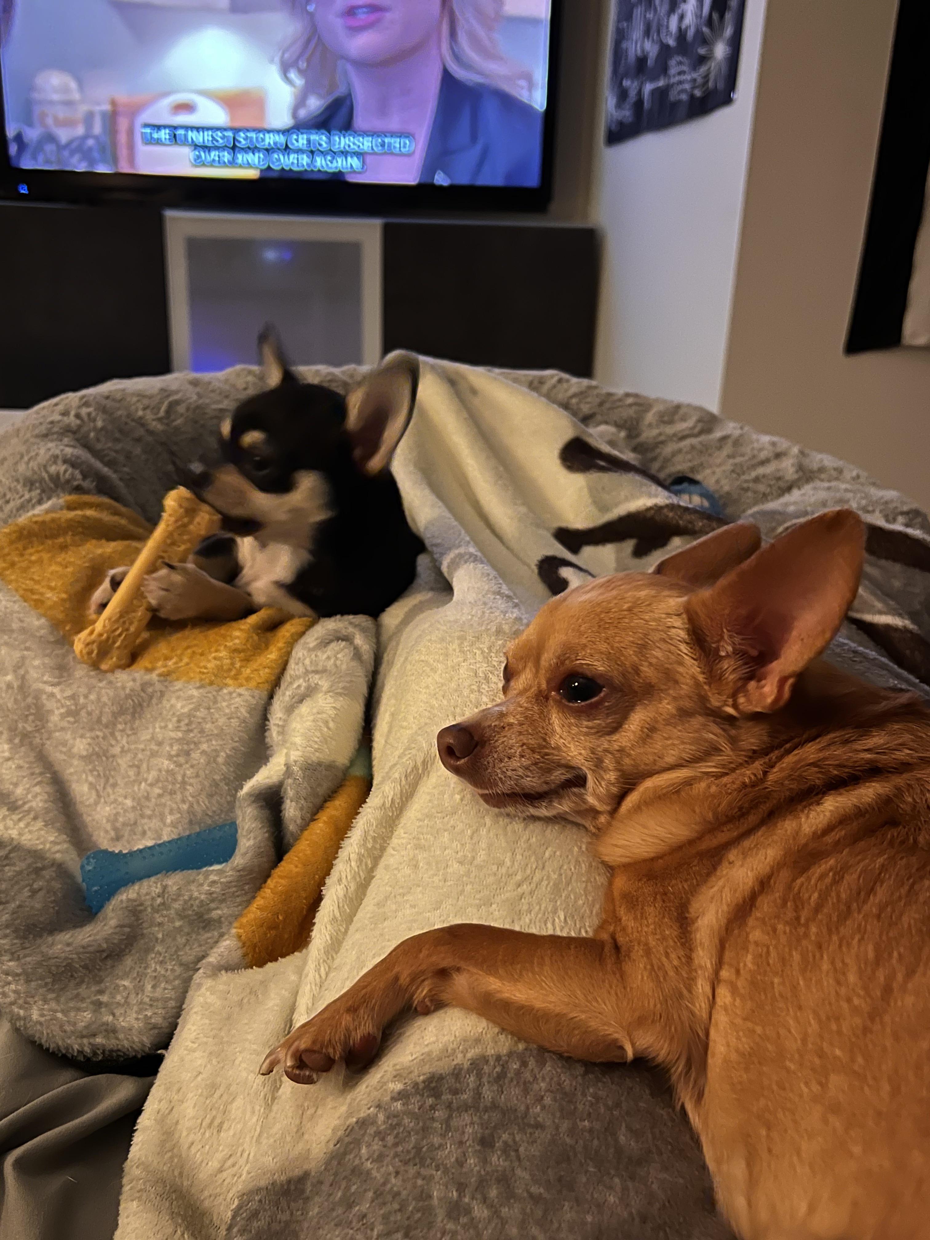 Bruce and Seamus update! | Scrolller