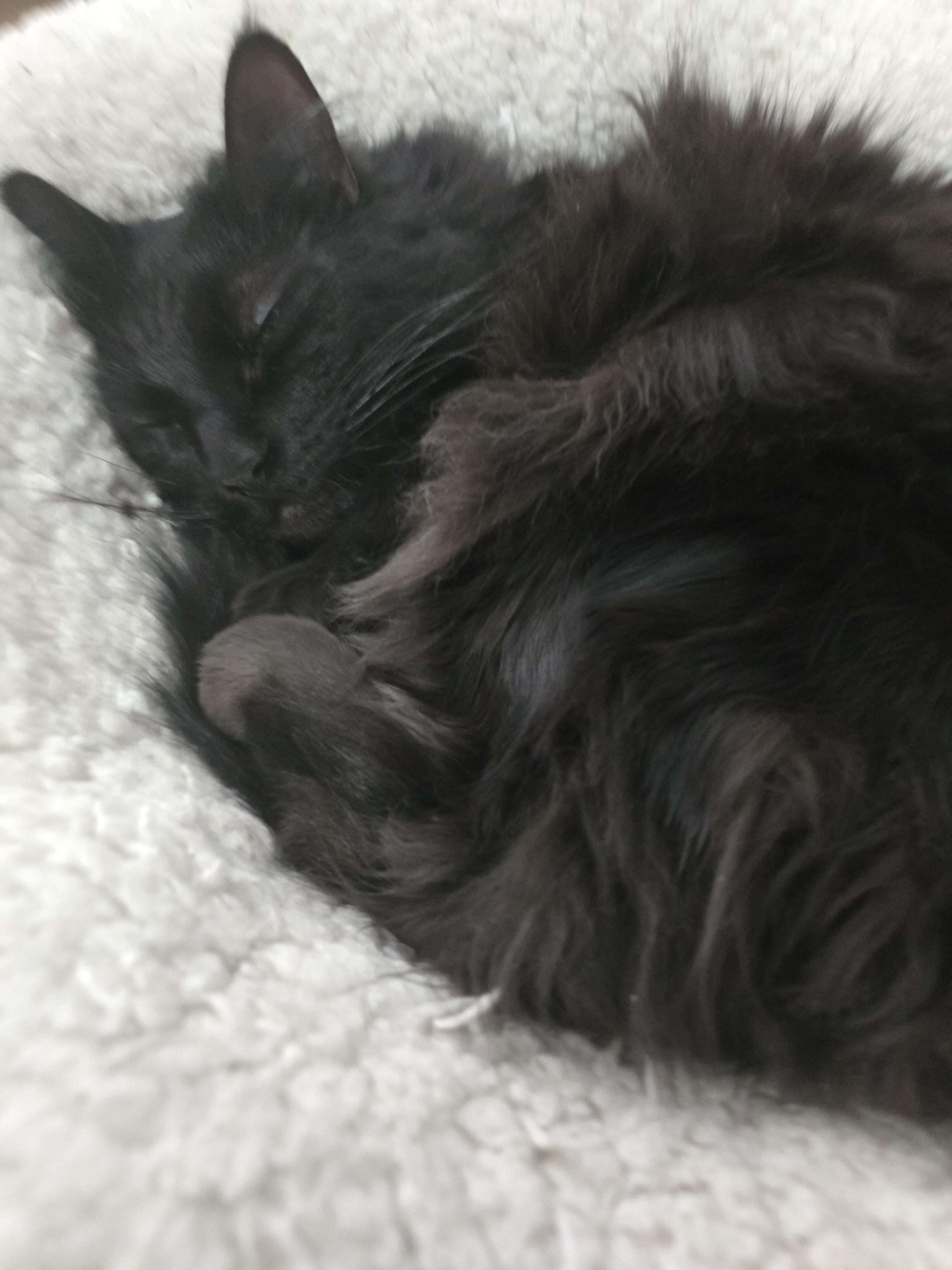 Discover more like VoidCats: Cozy void and Related Content | Scrolller