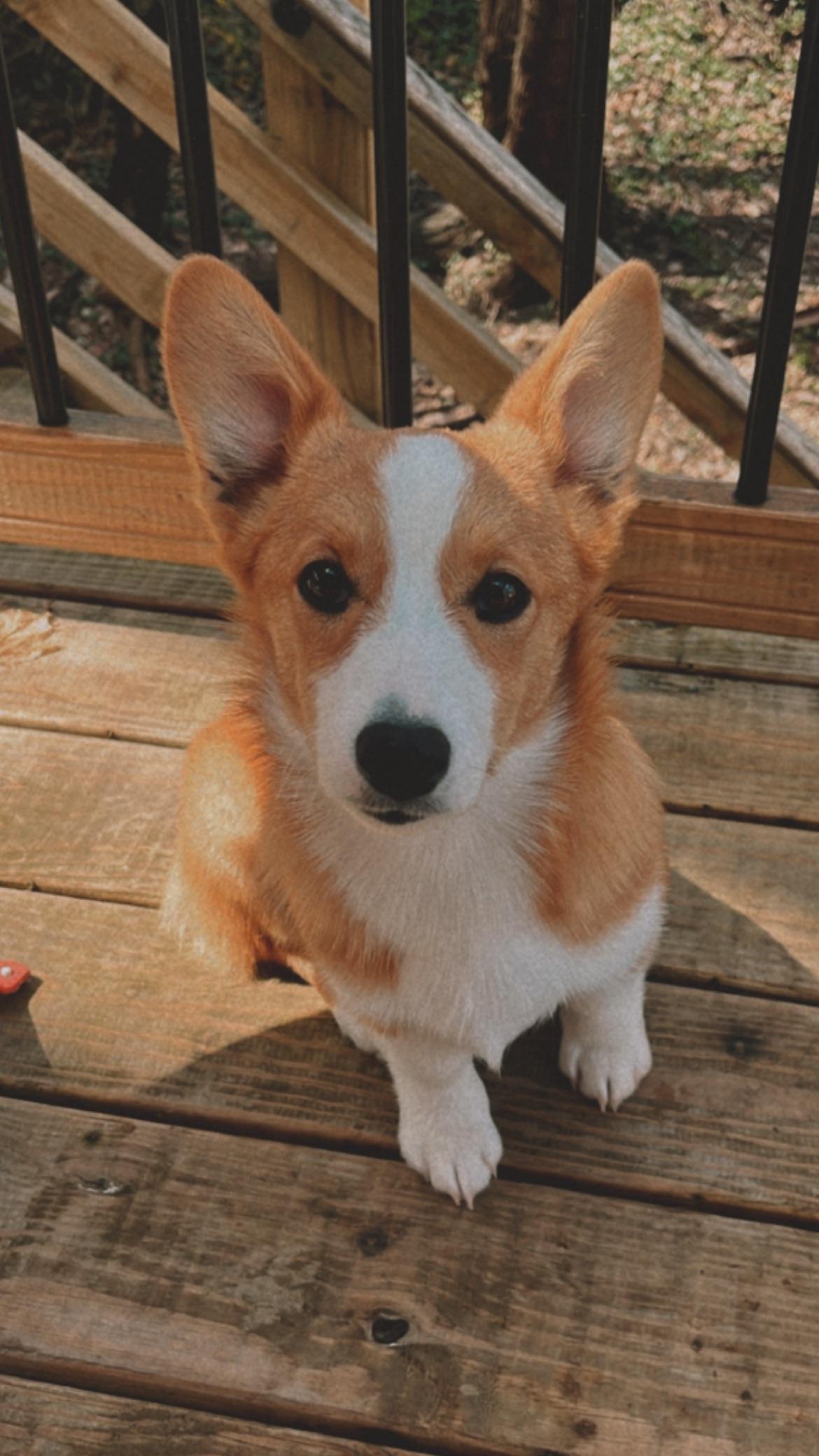 Discover more like Corgi: Birdie. ♥️ and Related Content | Scrolller