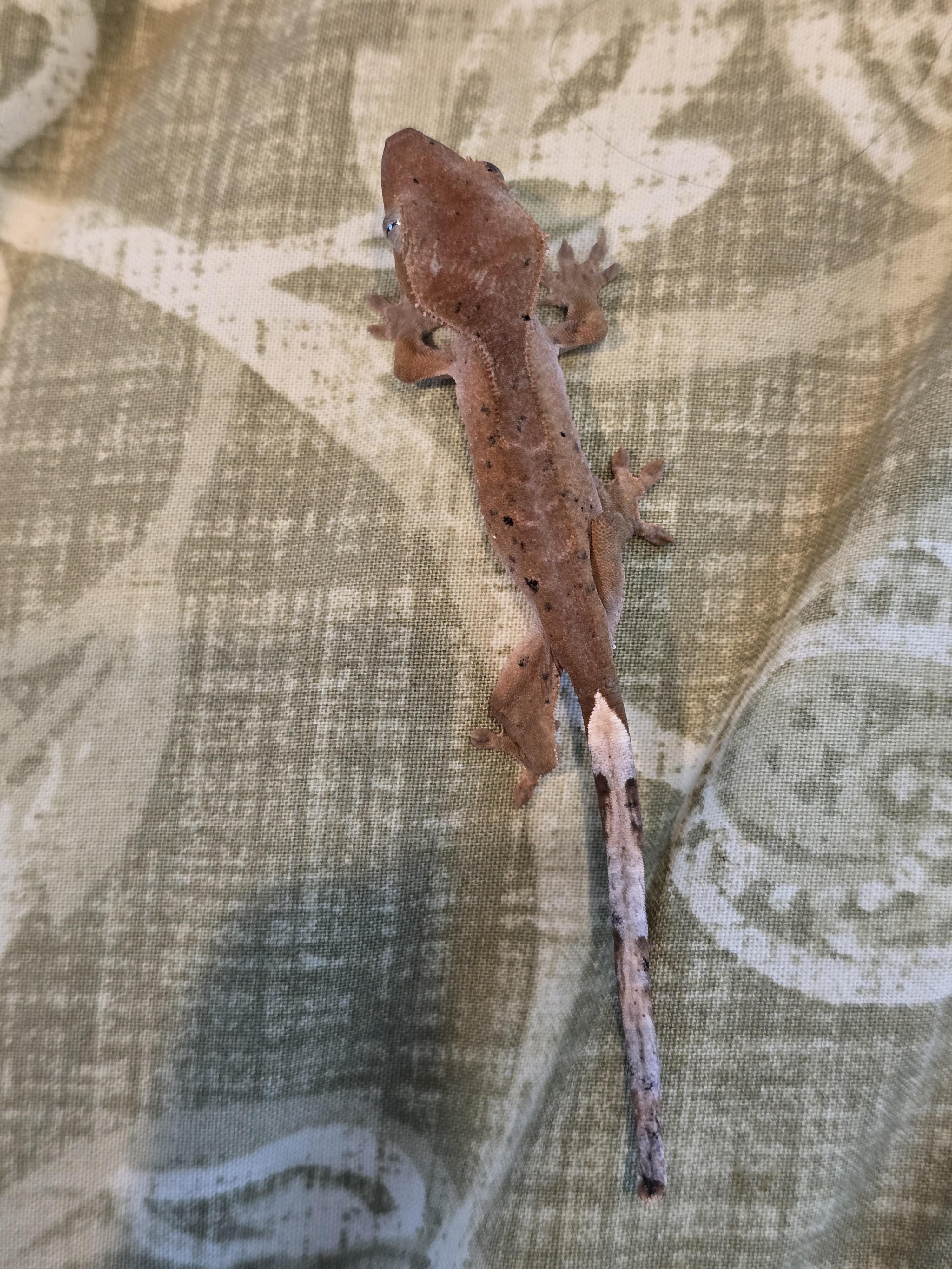 Morph help? | Scrolller