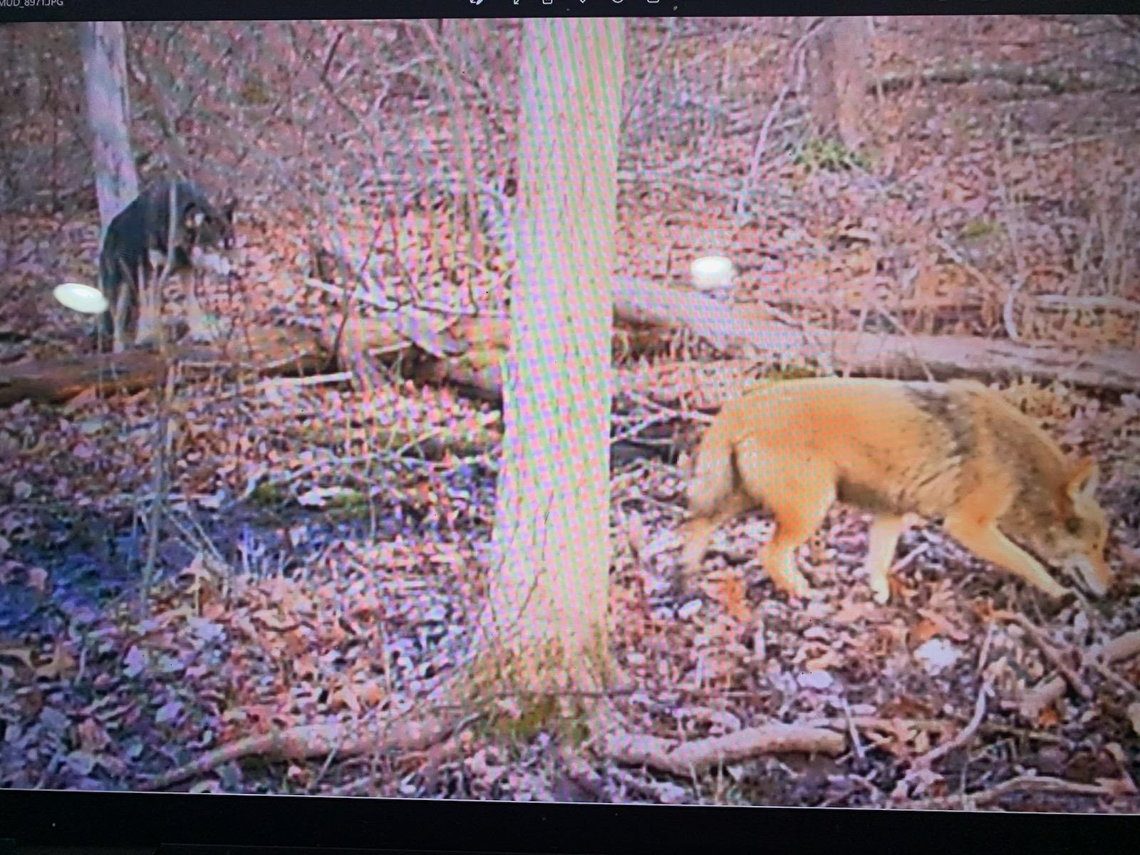 Wolves, Coyote, or Dogs? | Scrolller