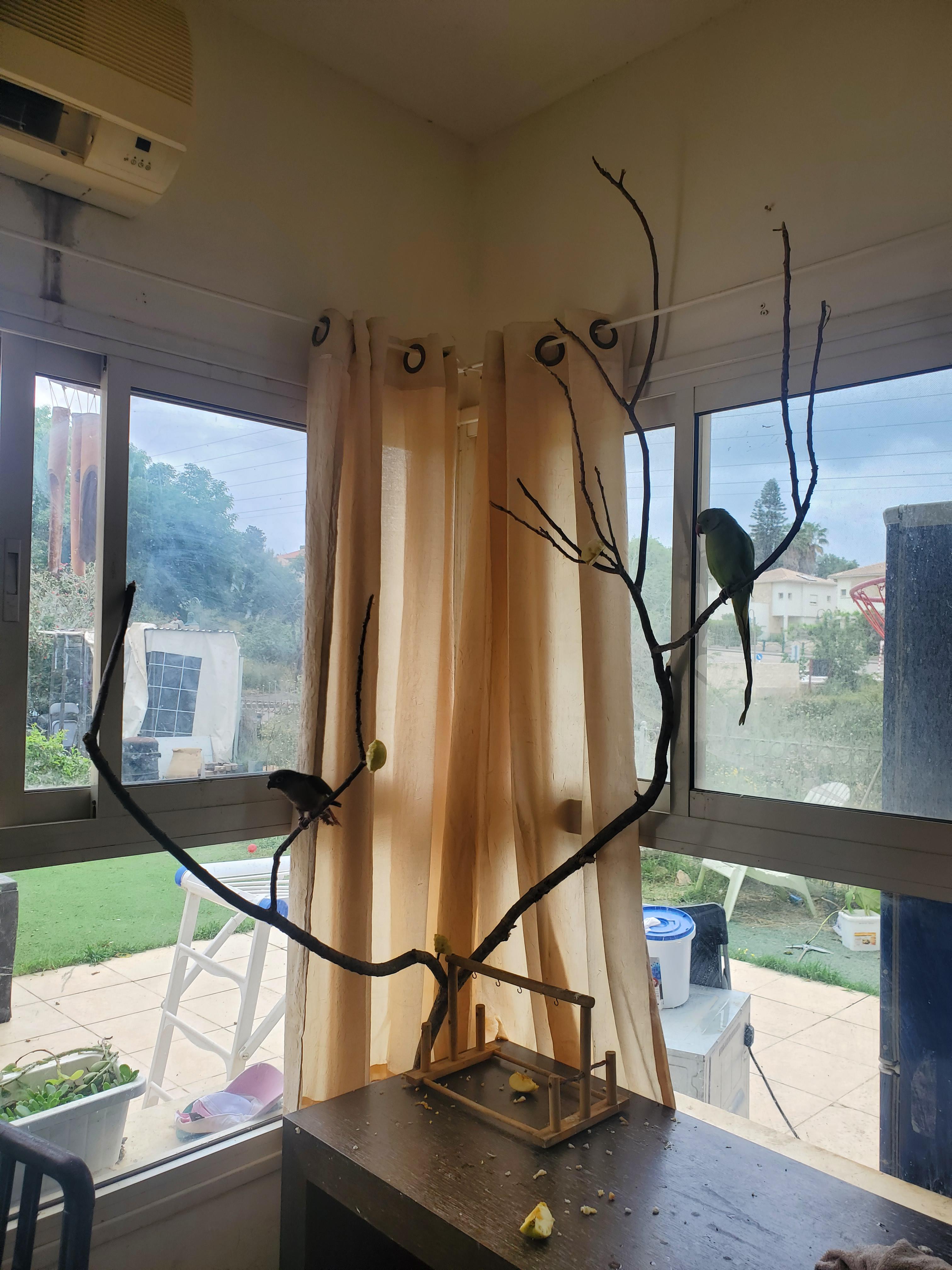 Junior just got his "birdthday" present (the branch) and it's his new favorite thing. | Scrolller