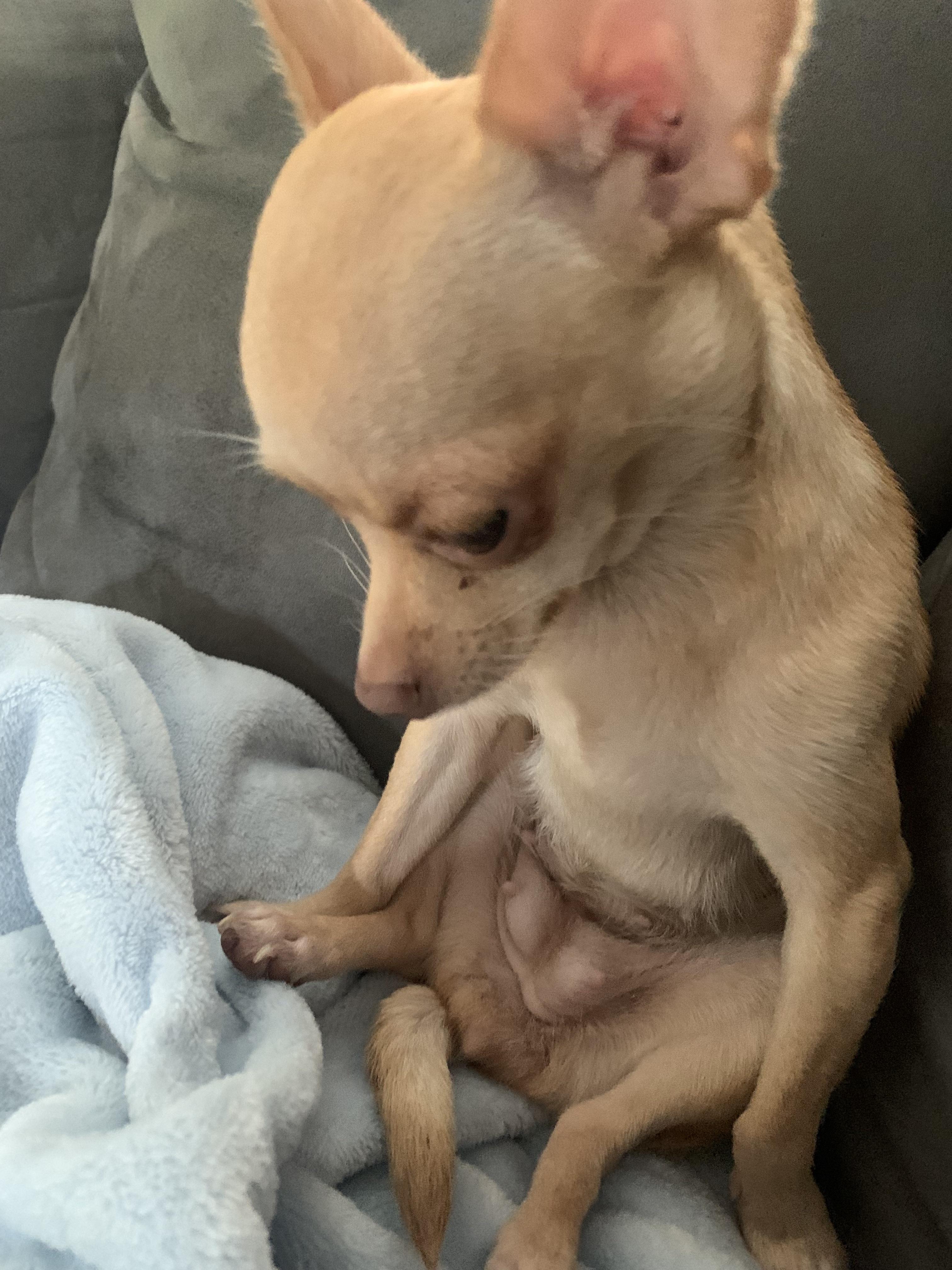 My 2 1/2 years old chi | Scrolller