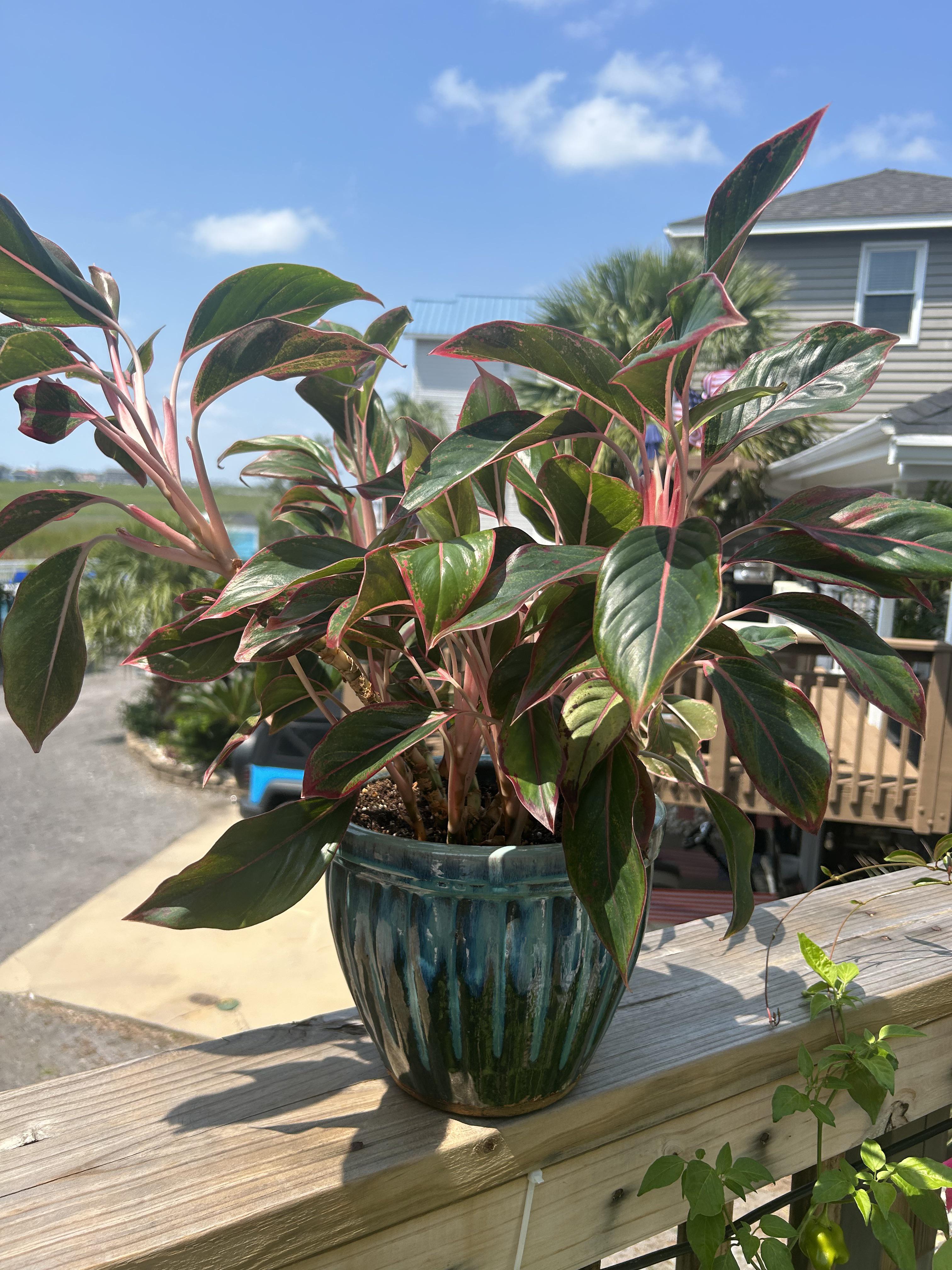 Tips and tricks, please!! | Scrolller