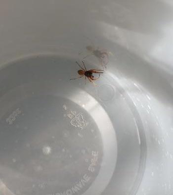 Spider identification. | Scrolller