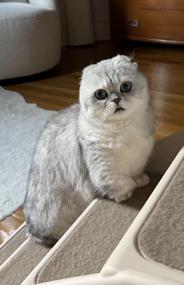 Here are some recent pictures of our goofy amputee kitty, Mochi [OC] | Scrolller