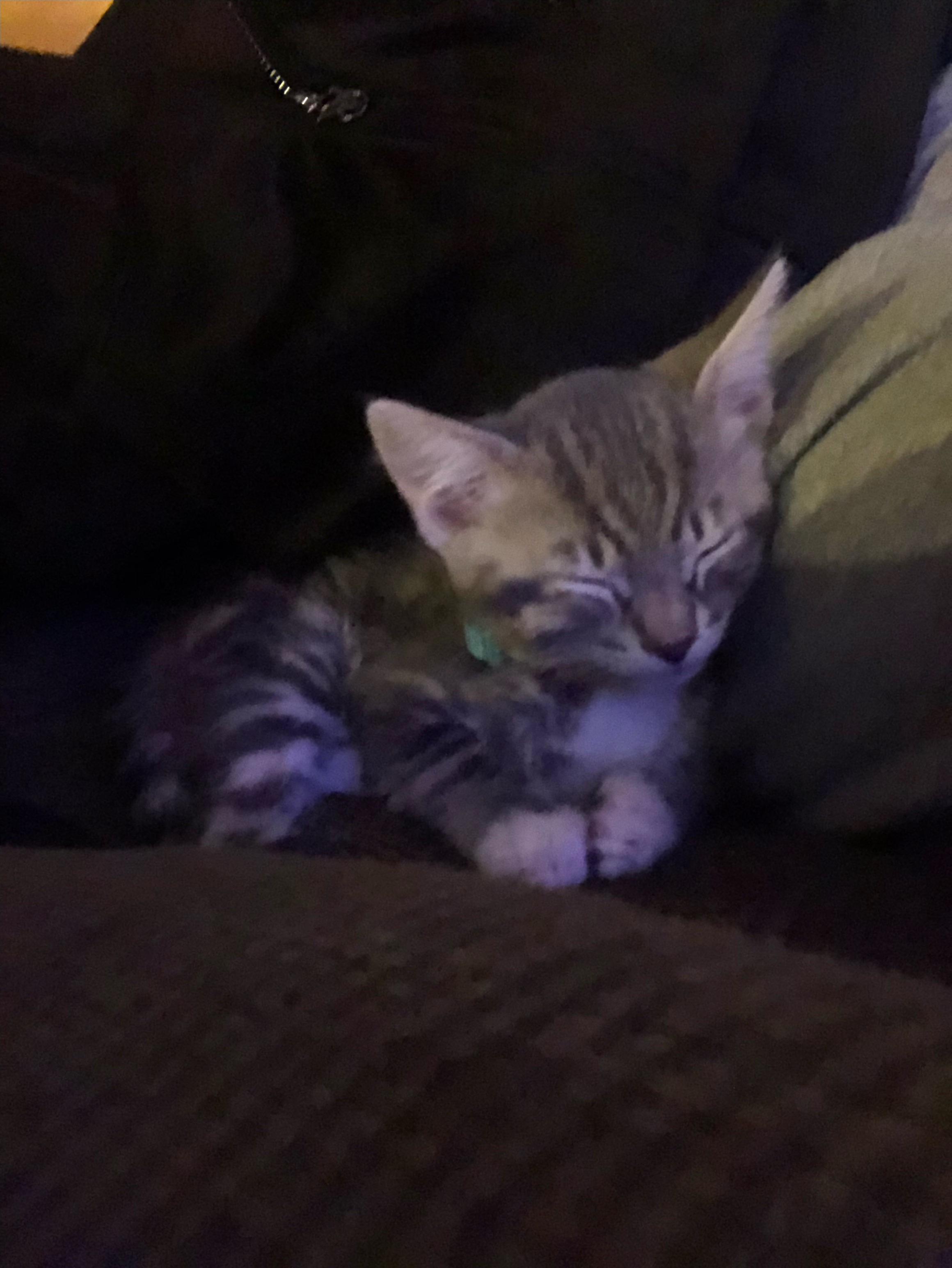 Kitty Felix | Scrolller