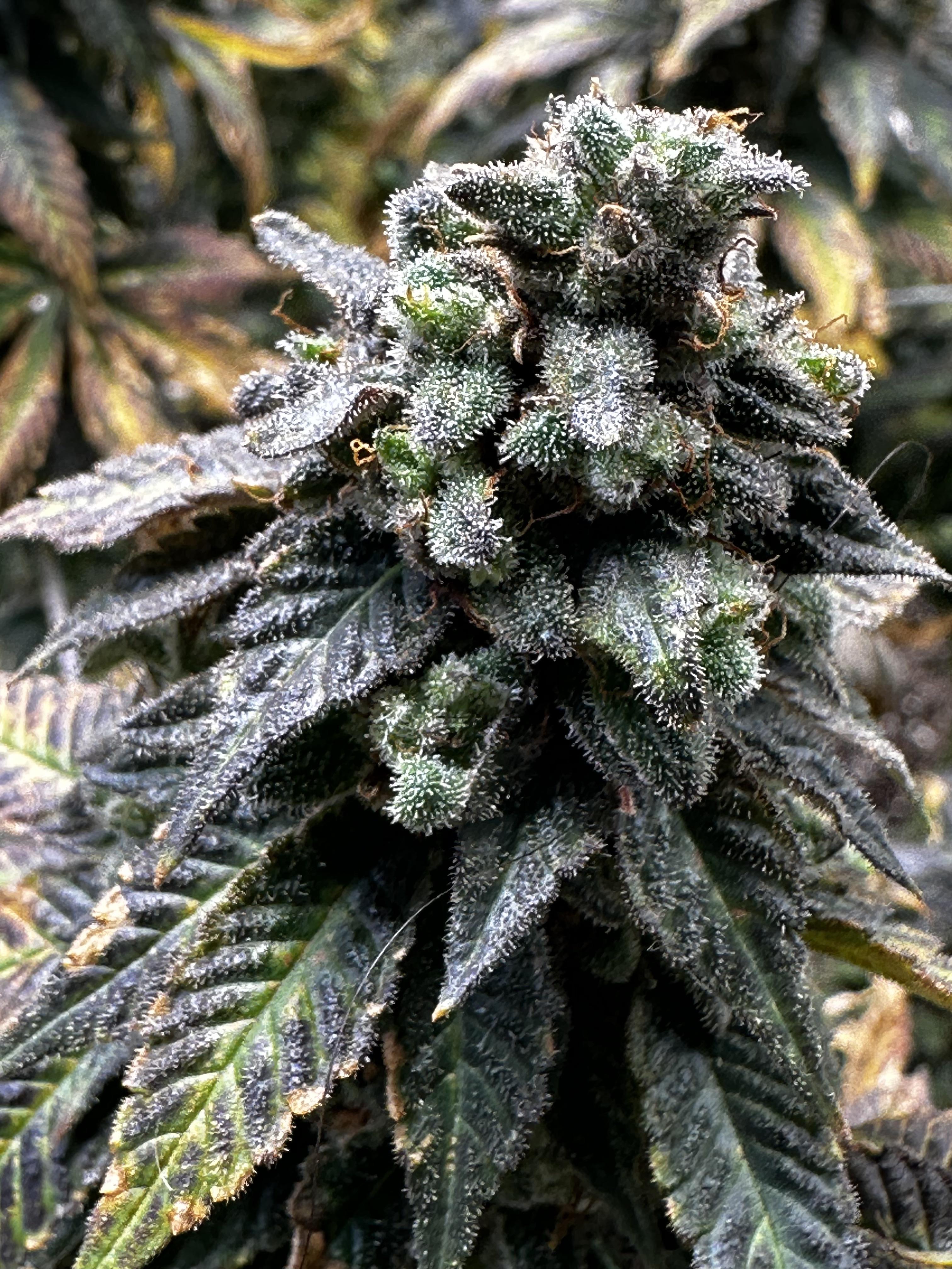 First (successful?) home grow!? | Scrolller