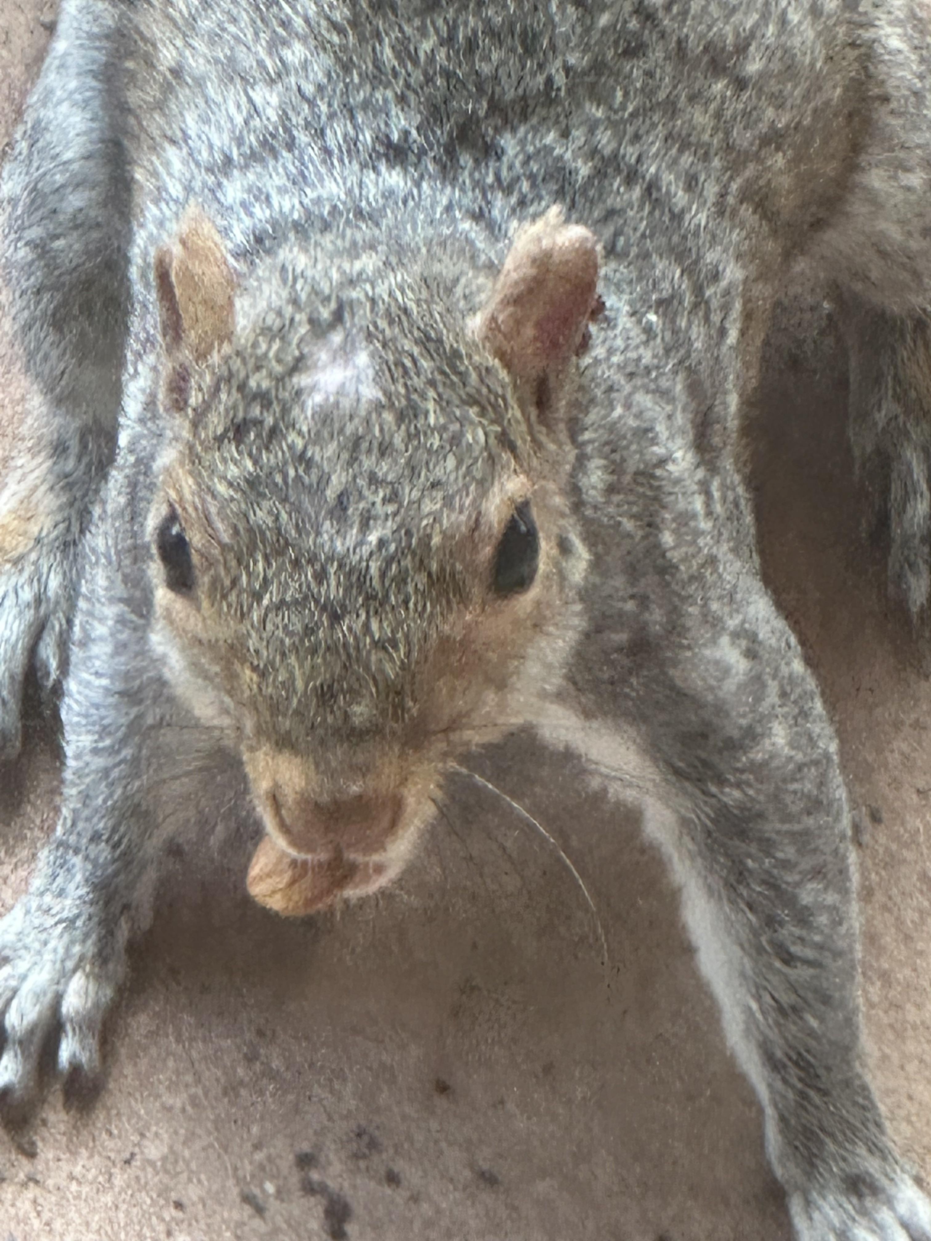 What’s this spot on Siggy’s head? Is it mange? (Also, swipe all the way for a cute sploot photo ...
