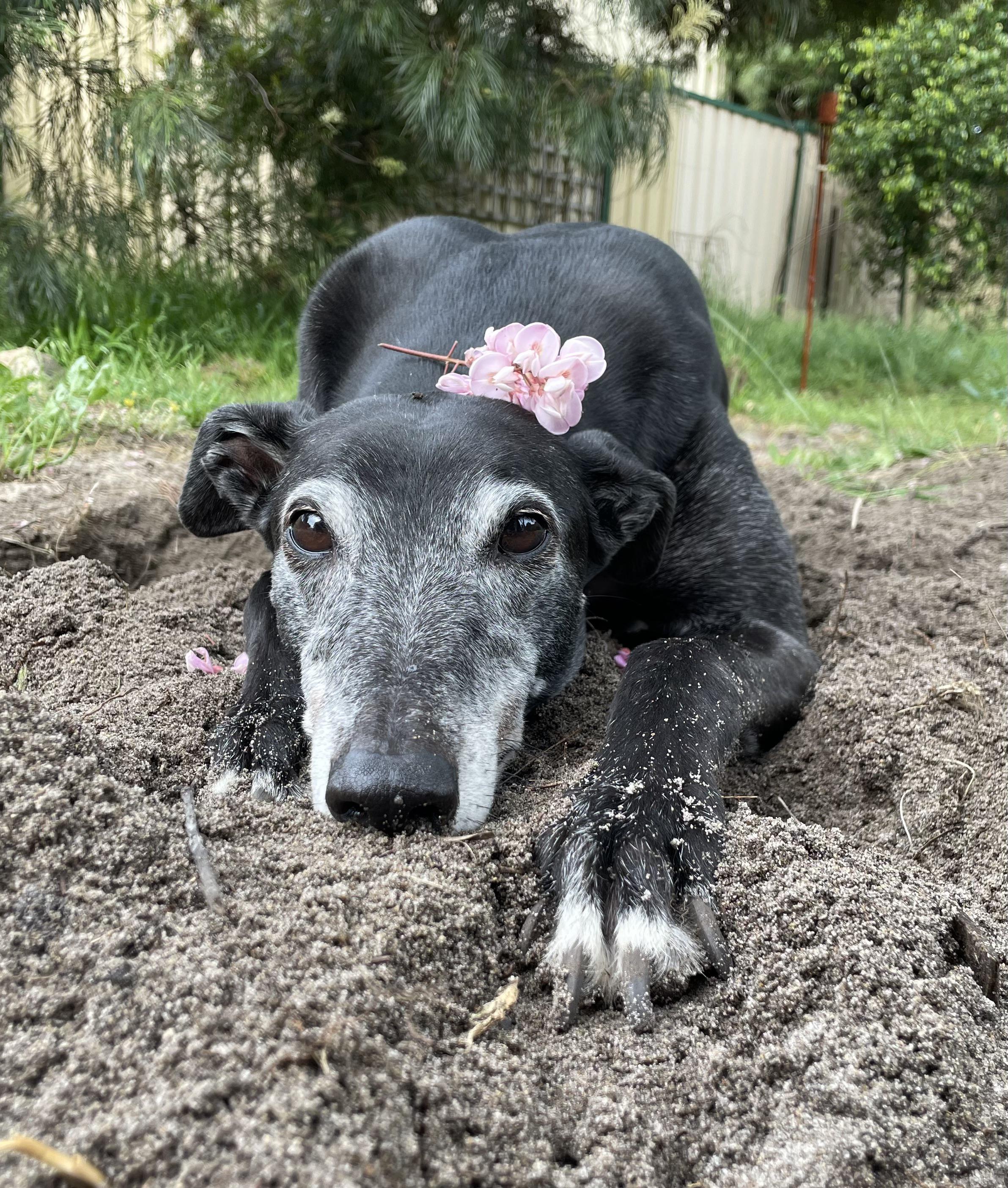Discover more like Greyhounds: Happy 9th birthday to sweet Tippy 🥳 she’s having great time ...