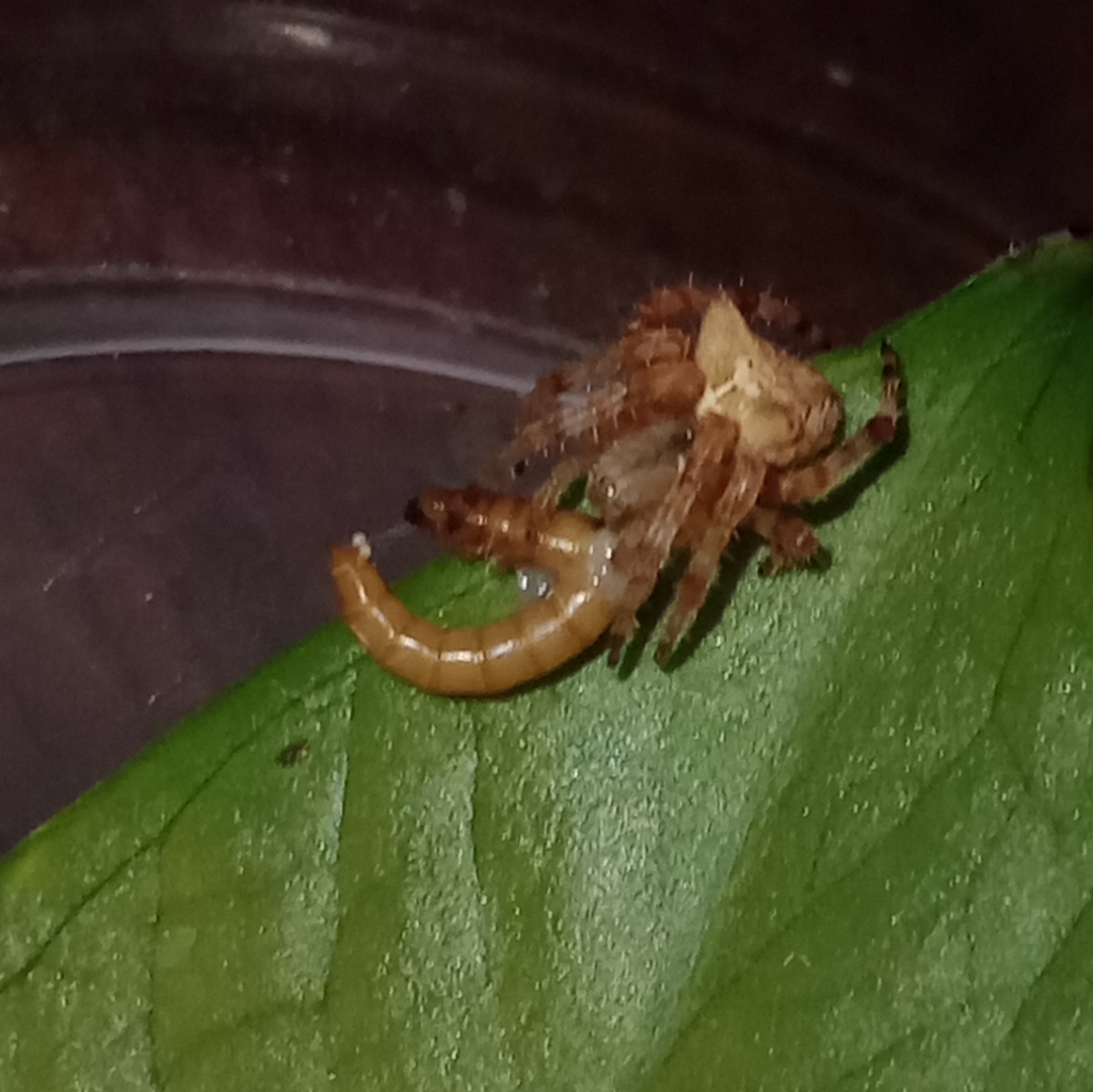 Cheese, my cat-faced spider. | Scrolller