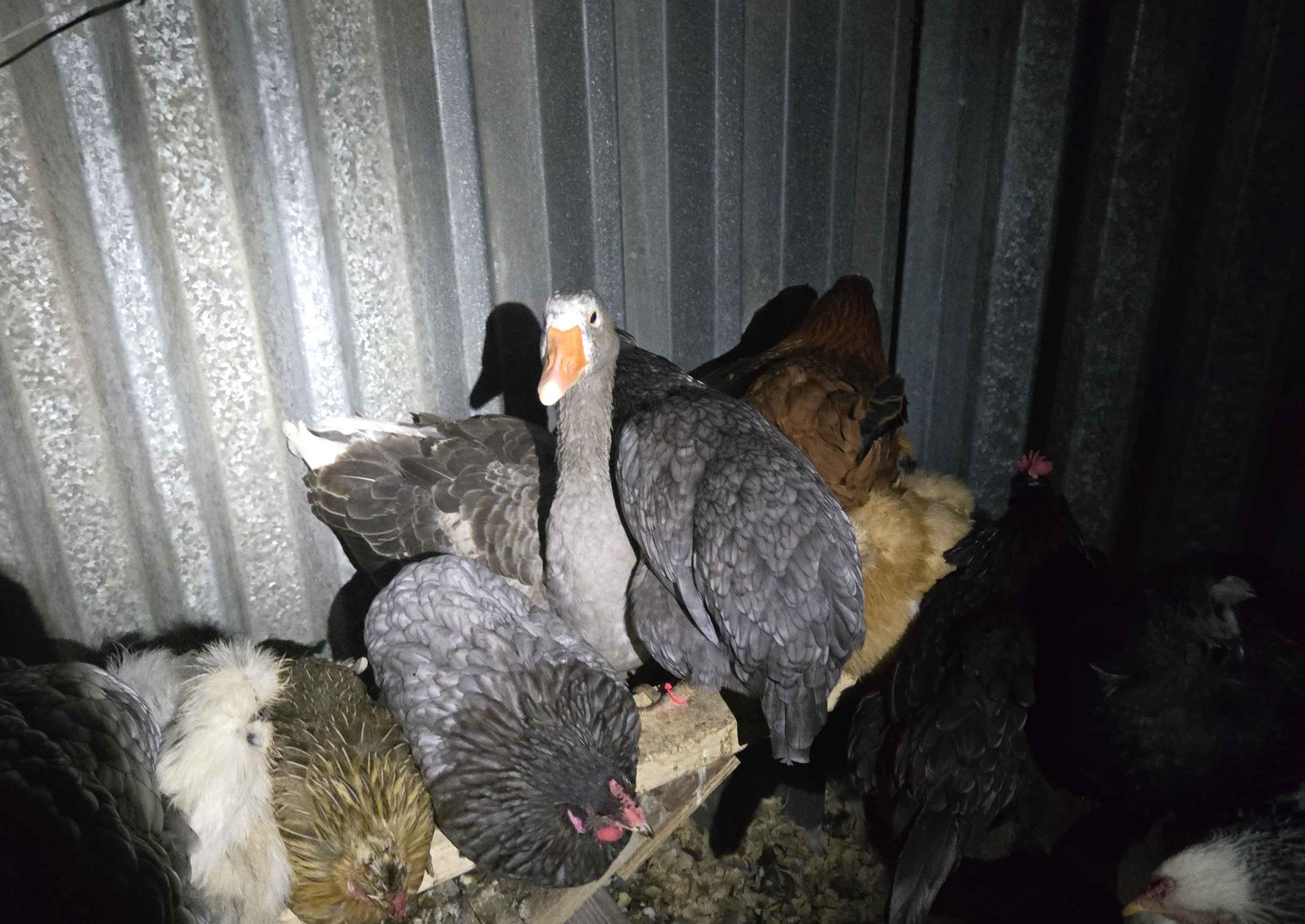 Went out to count the chickens last night and had an extra! | Scrolller