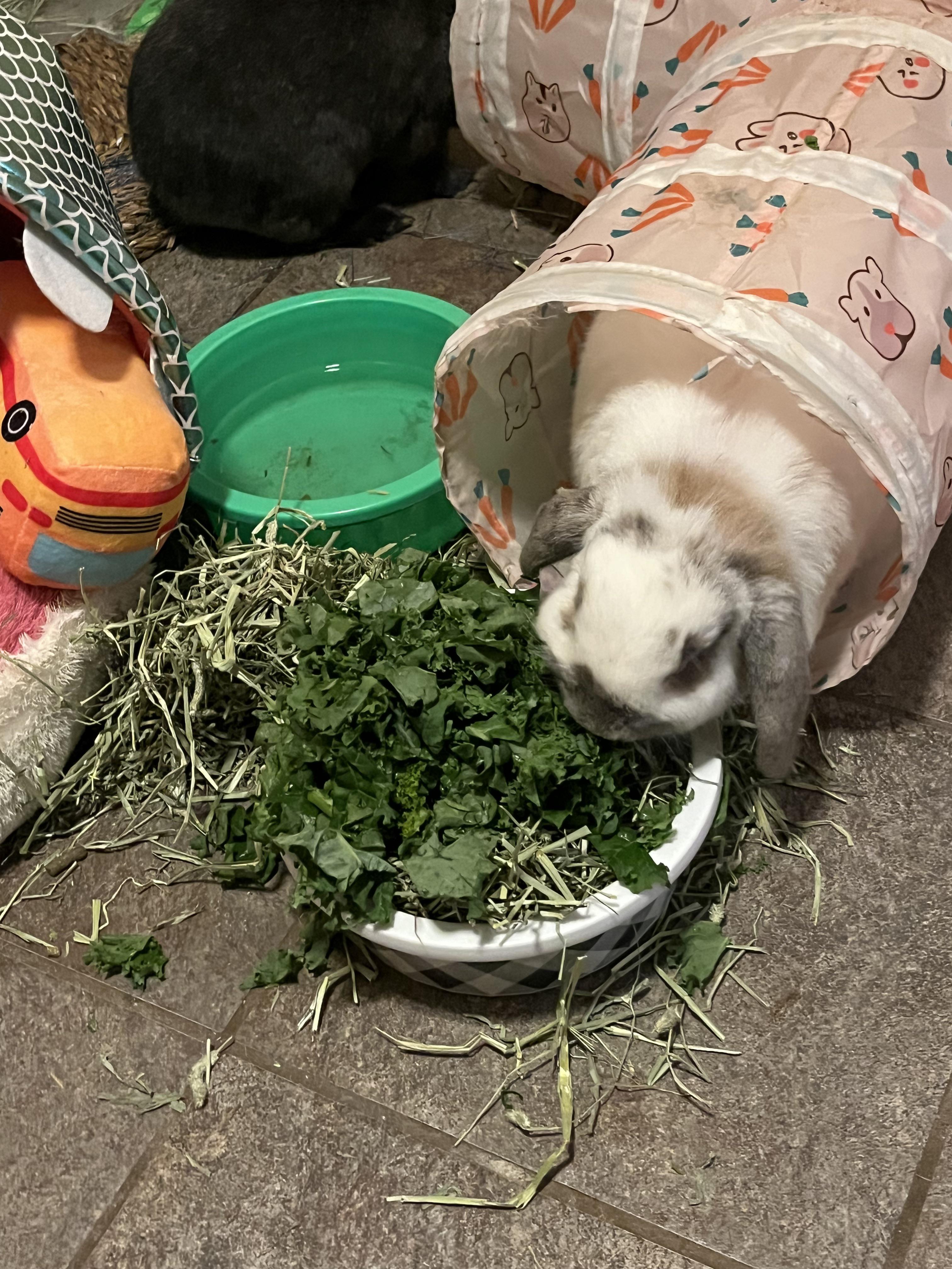 My little weirdos taking turns eating in the tunnel | Scrolller