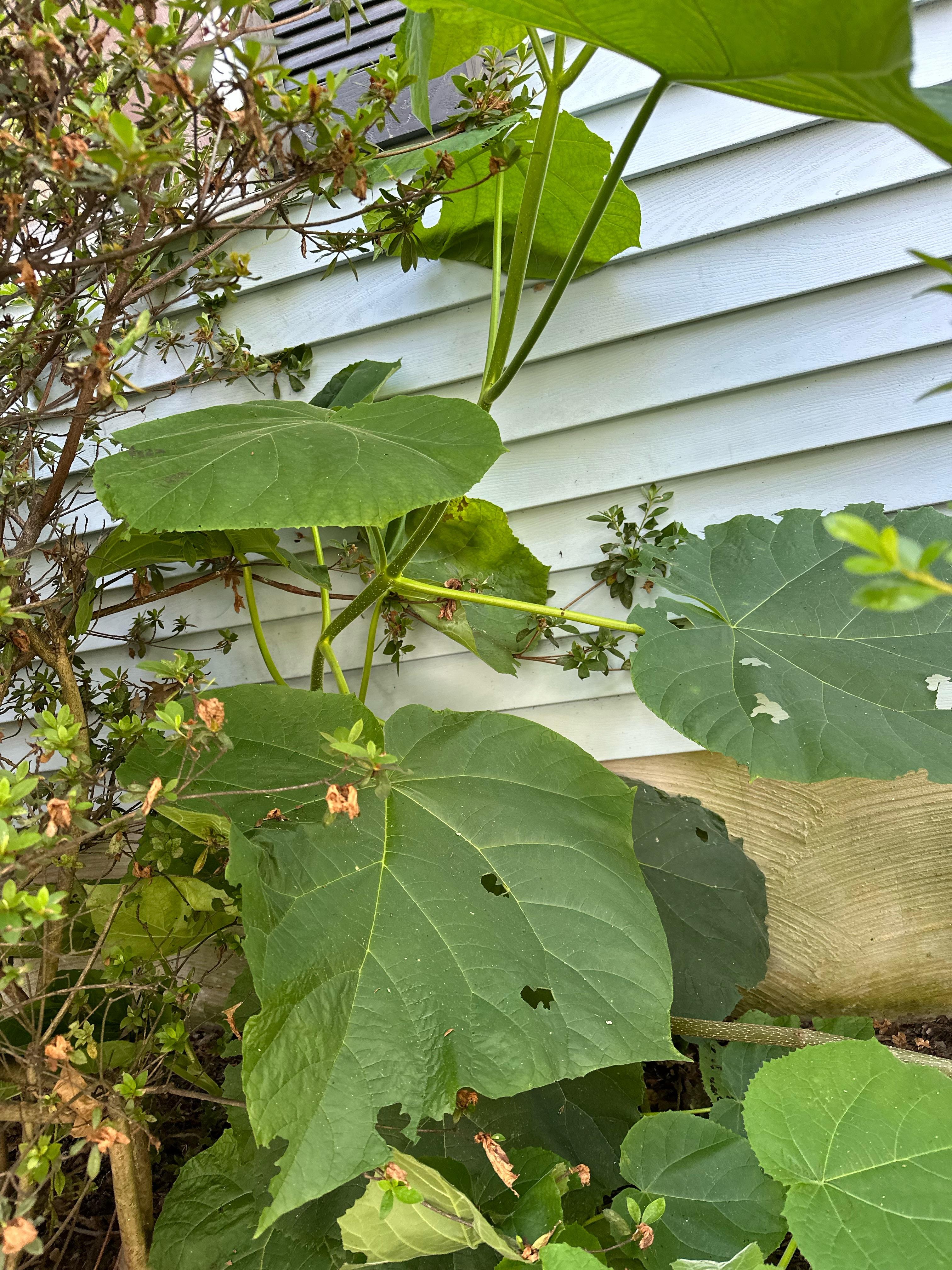 These keep appearing in the yard | Scrolller