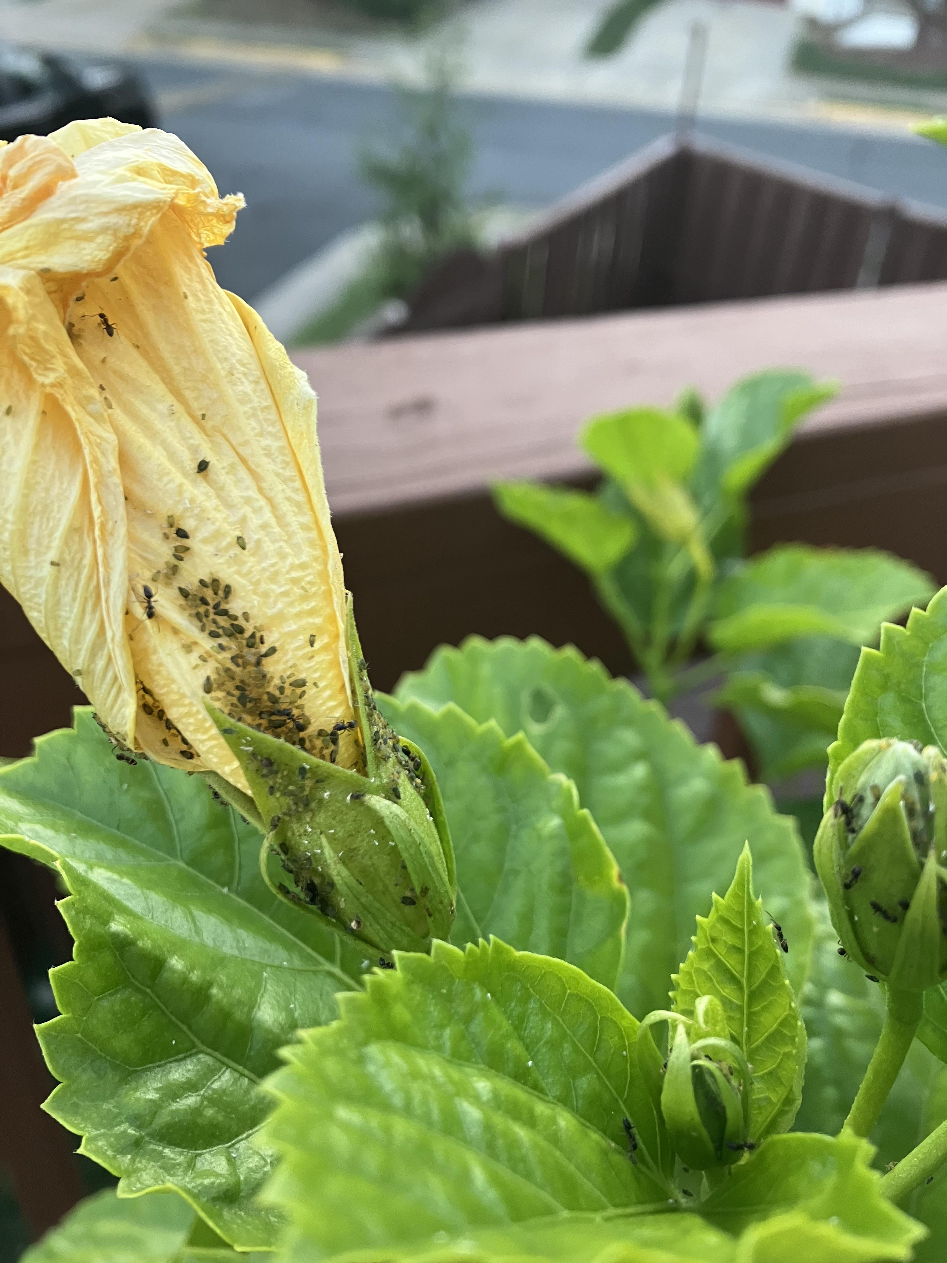 What happened to my hibiscus? | Scrolller